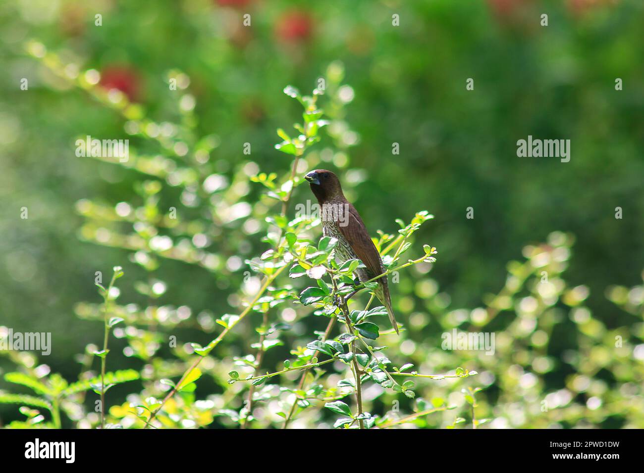 Bird scaly breasted munia lonchura hi-res stock photography and images ...