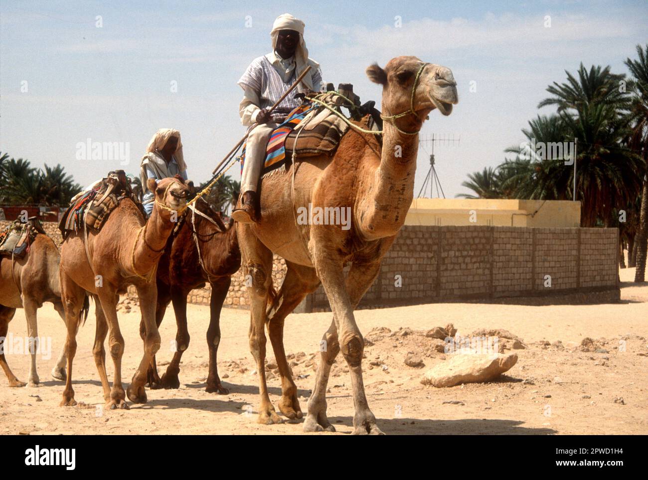 Desert traders riding camels, near Douz, Tunisia Stock Photo - Alamy