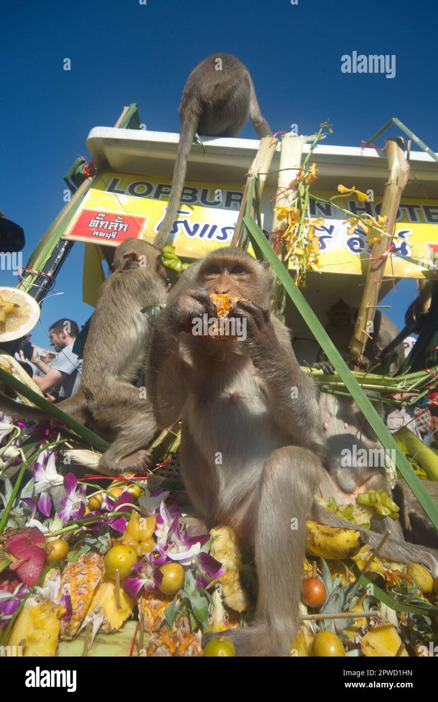 The monkeys enjoy eating local fruits ,vegetables, salad, eggs, dessert ...