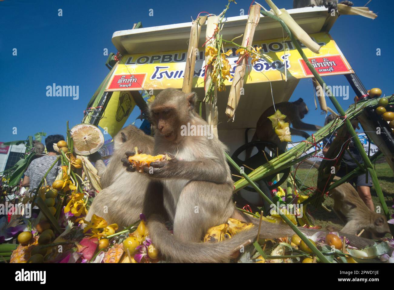 The monkeys enjoy eating local fruits ,vegetables, salad, eggs, dessert ...