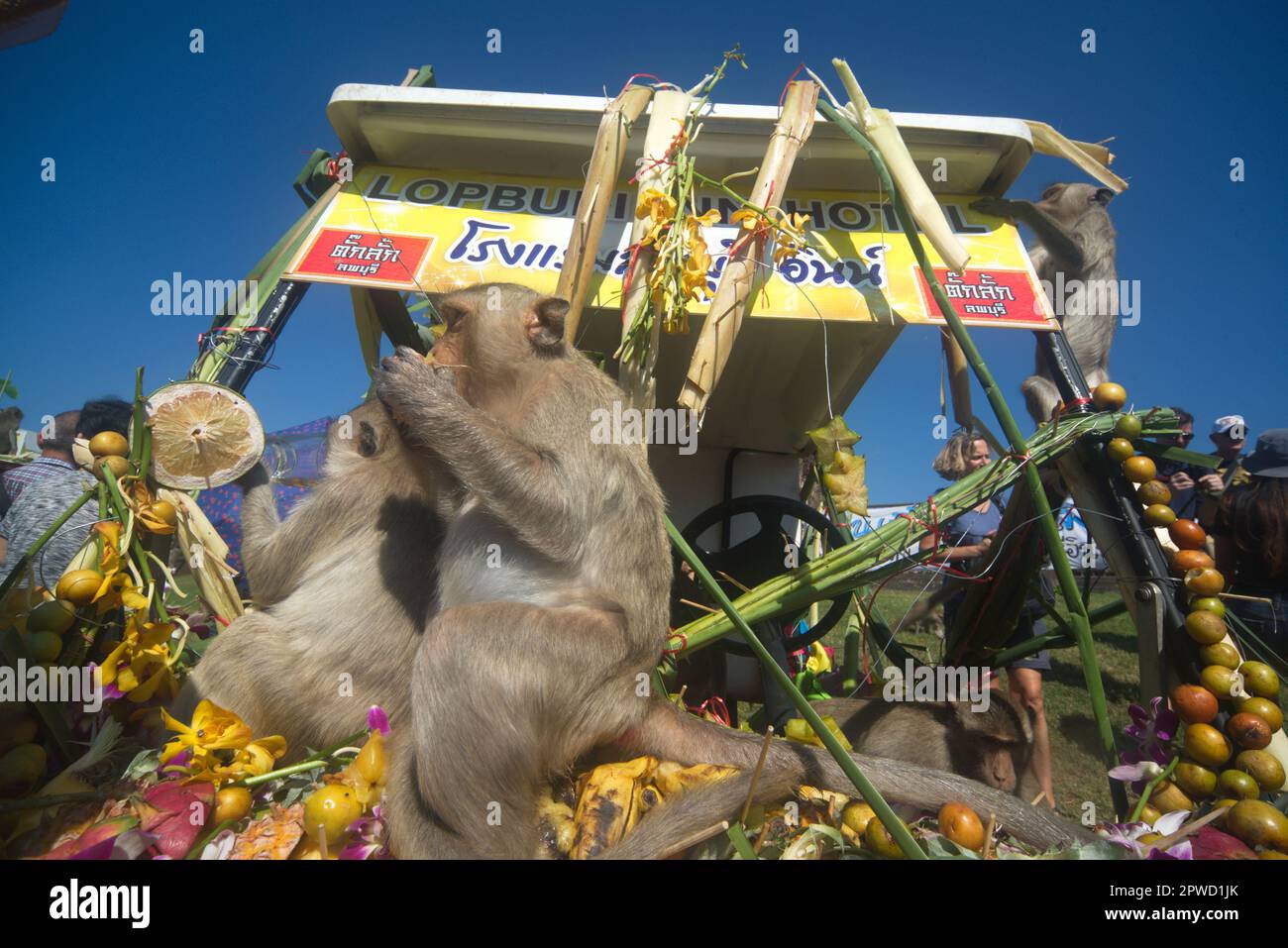 The monkeys enjoy eating local fruits ,vegetables, salad, eggs, dessert ...