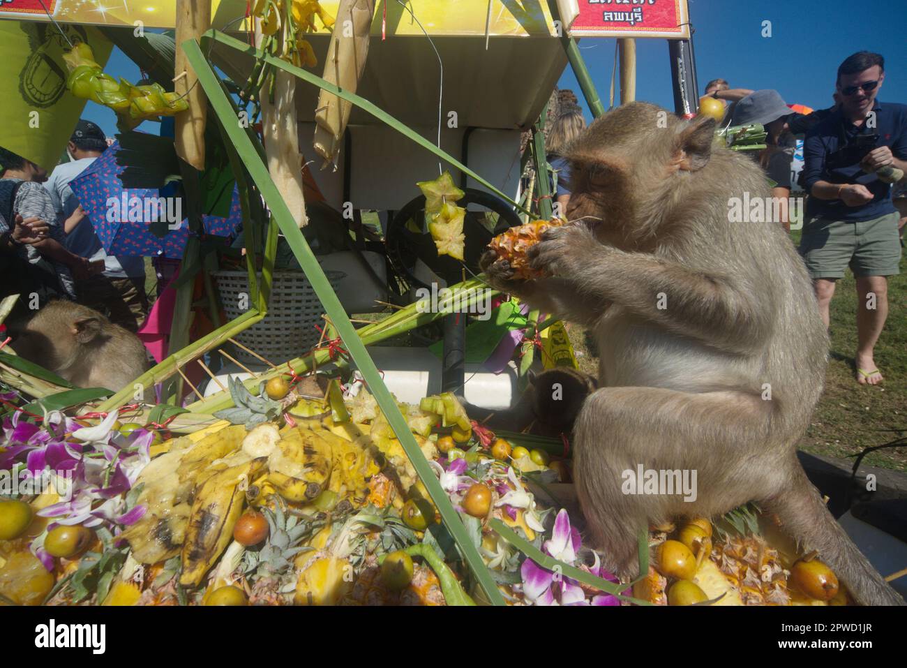The monkeys enjoy eating local fruits ,vegetables, salad, eggs, dessert ...