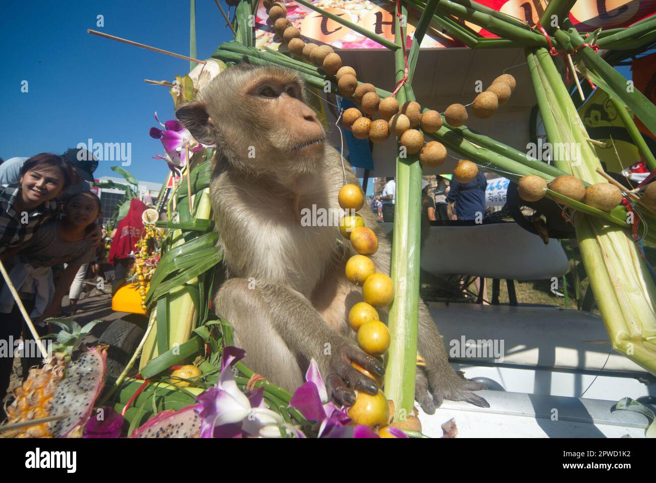 The monkeys enjoy eating local fruits ,vegetables, salad, eggs, dessert ...