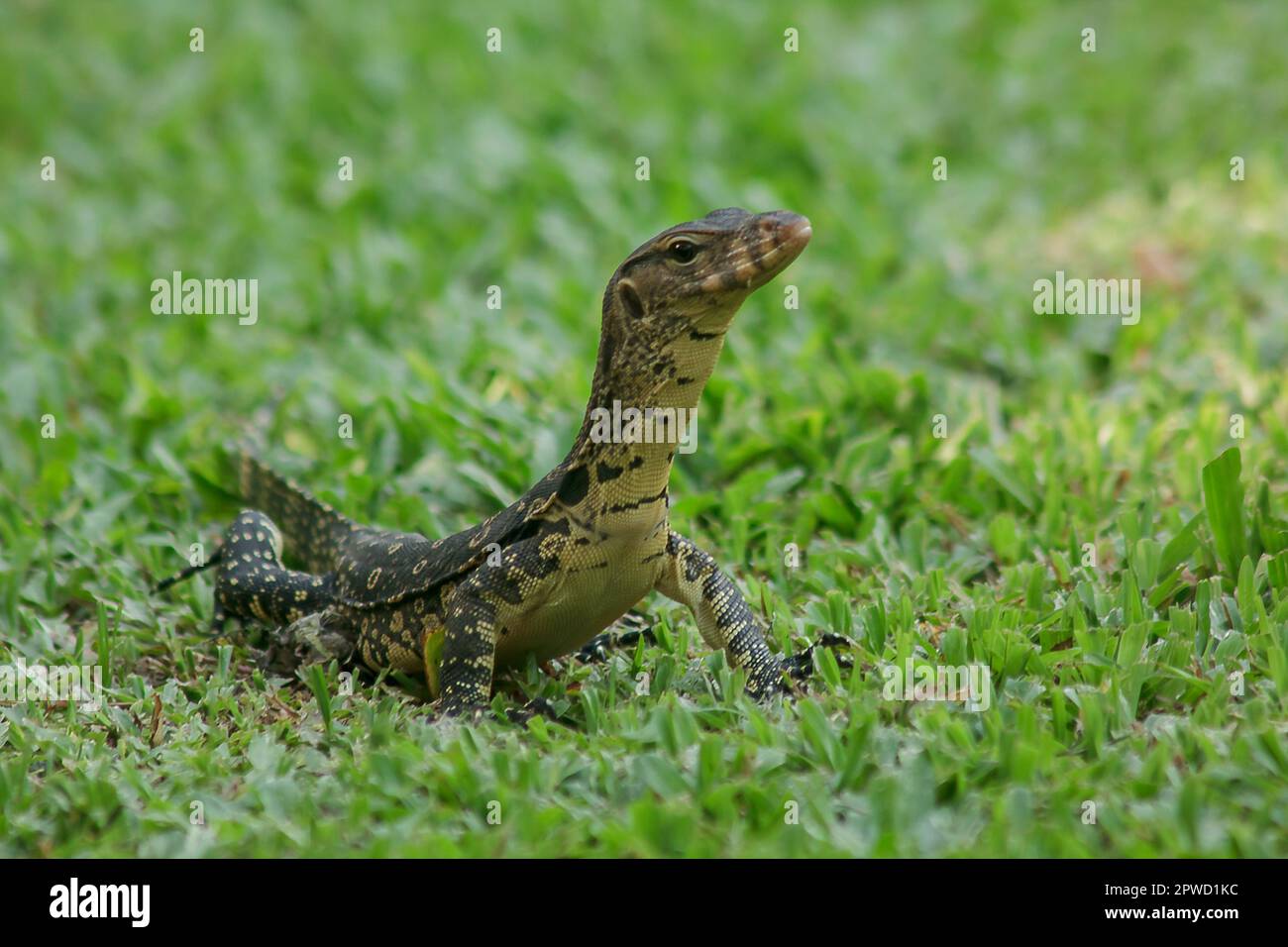 Varanus salvator dragon water walking hi-res stock photography and ...