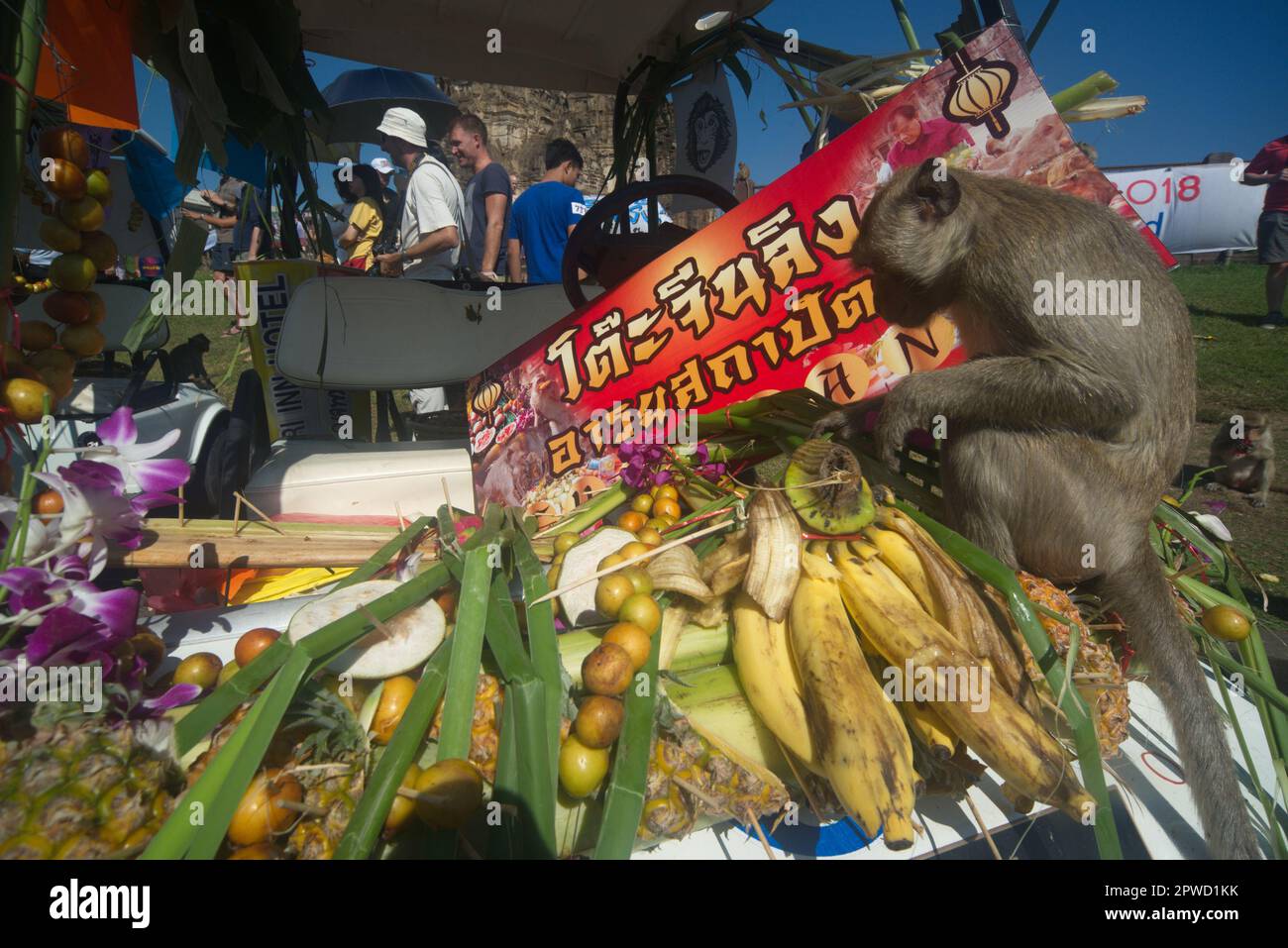 The monkeys enjoy eating local fruits ,vegetables, salad, eggs, dessert ...