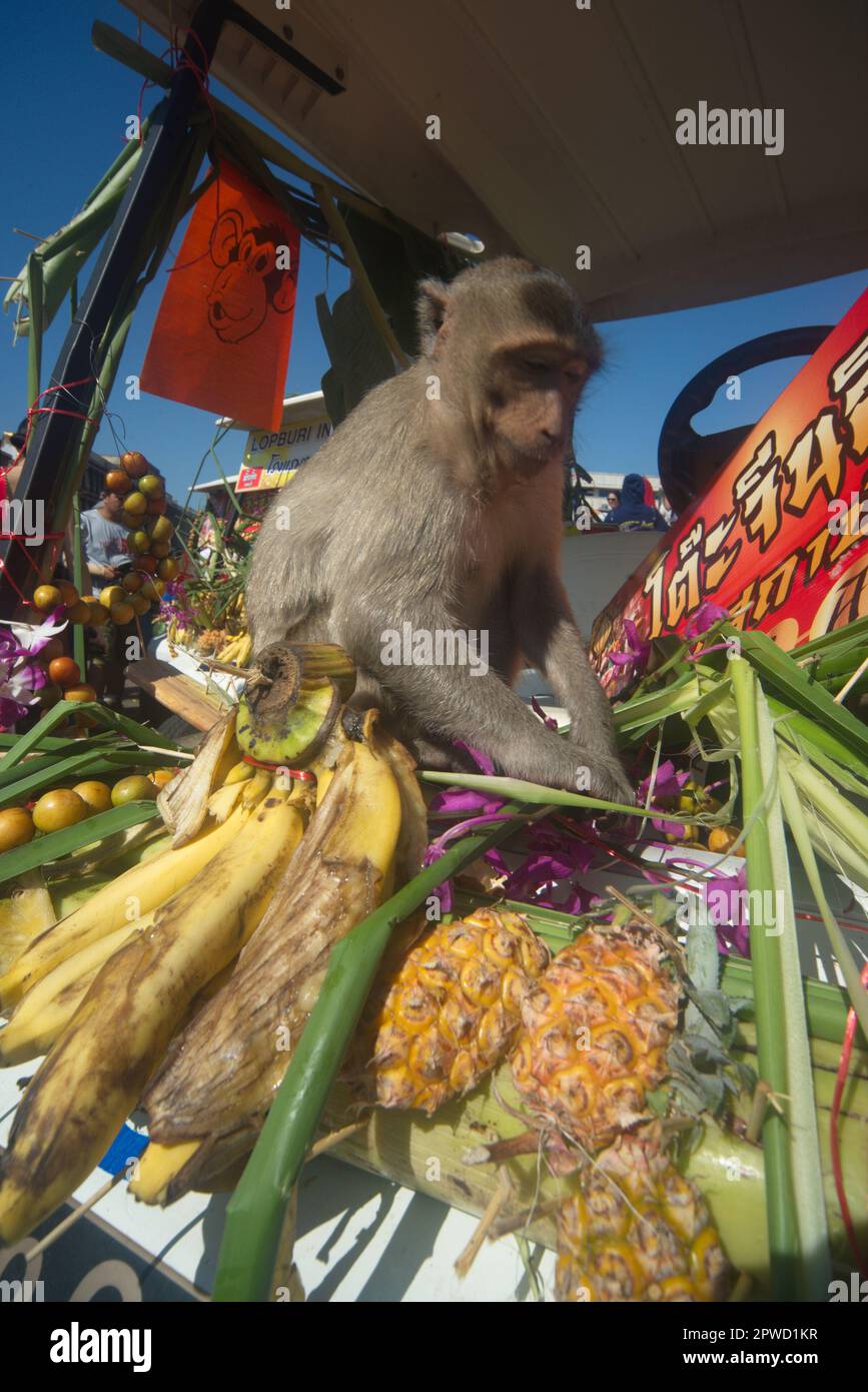The monkeys enjoy eating local fruits ,vegetables, salad, eggs, dessert ...
