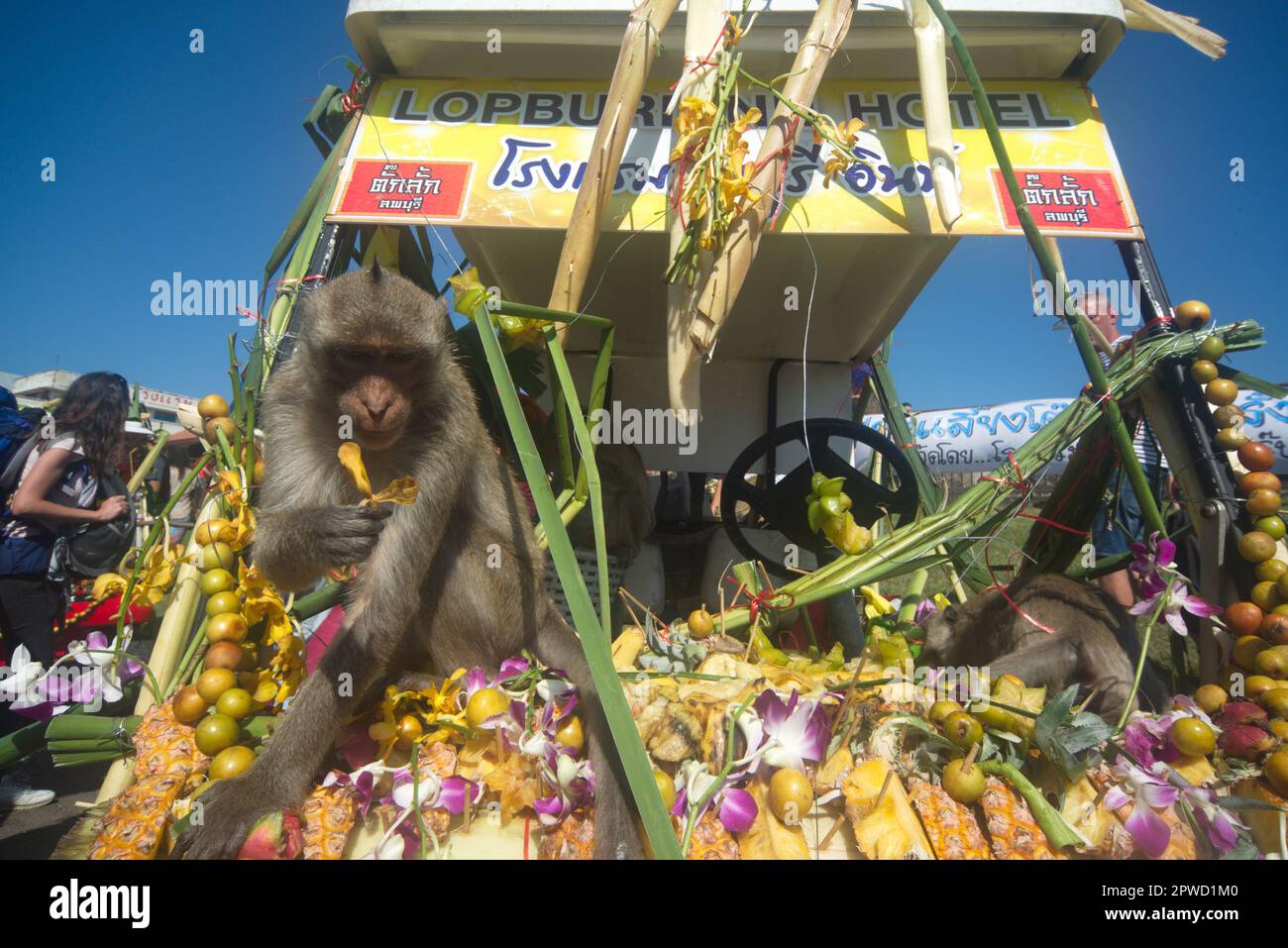The monkeys enjoy eating local fruits ,vegetables, salad, eggs, dessert ...
