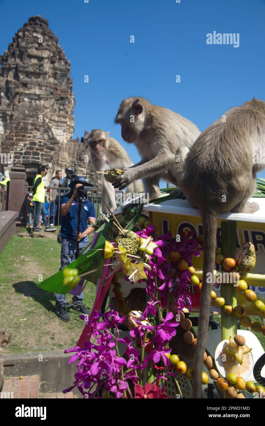 The monkeys enjoy eating local fruits ,vegetables, salad, eggs, dessert ...
