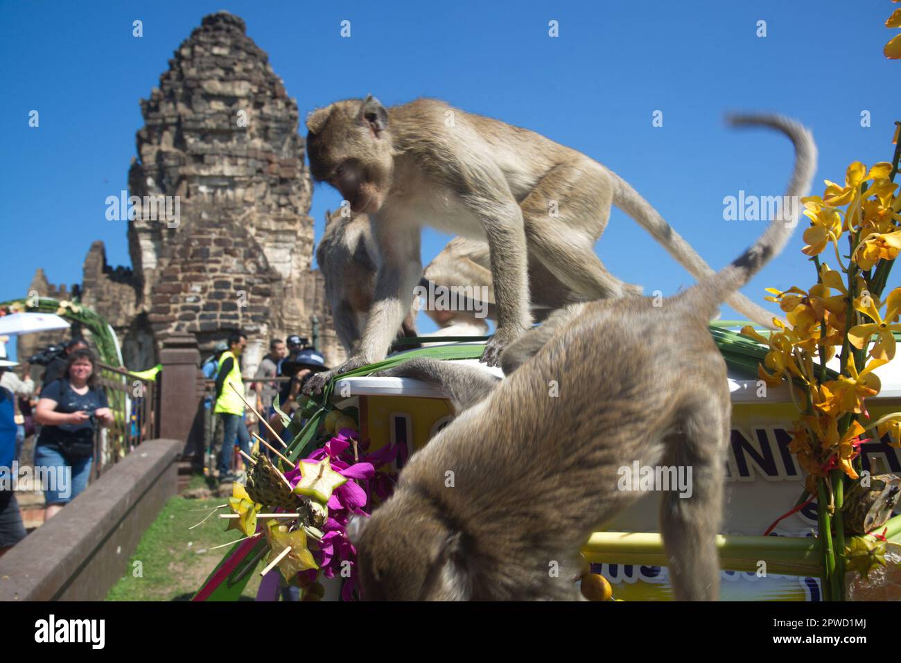 The monkeys enjoy eating local fruits ,vegetables, salad, eggs, dessert ...