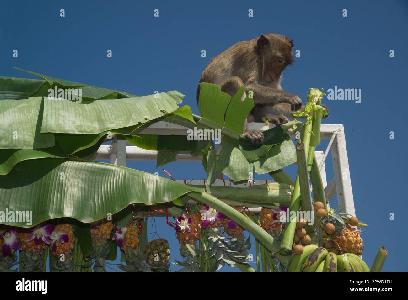The monkeys enjoy eating local fruits ,vegetables, salad, eggs, dessert ...