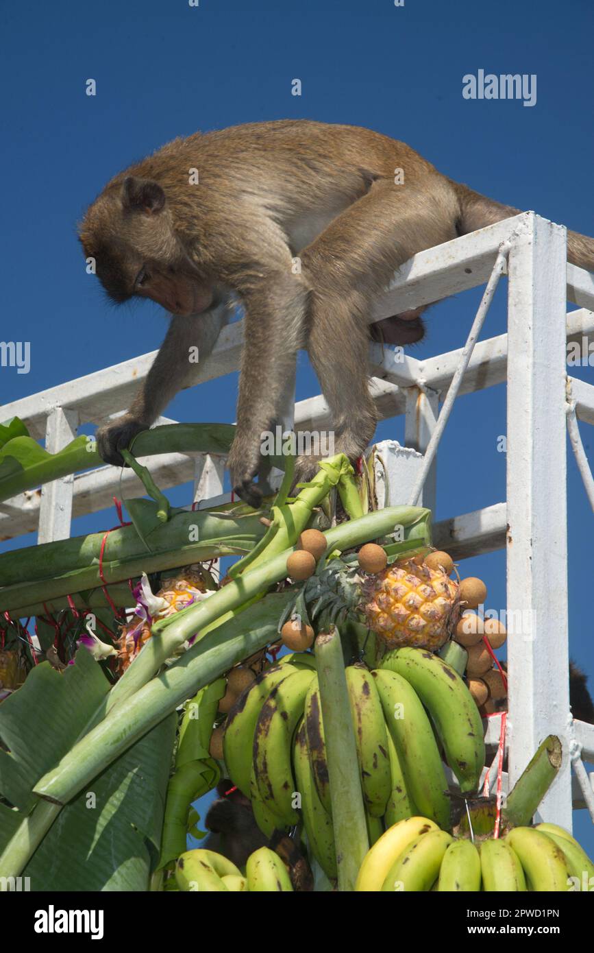 The monkeys enjoy eating local fruits ,vegetables, salad, eggs, dessert ...