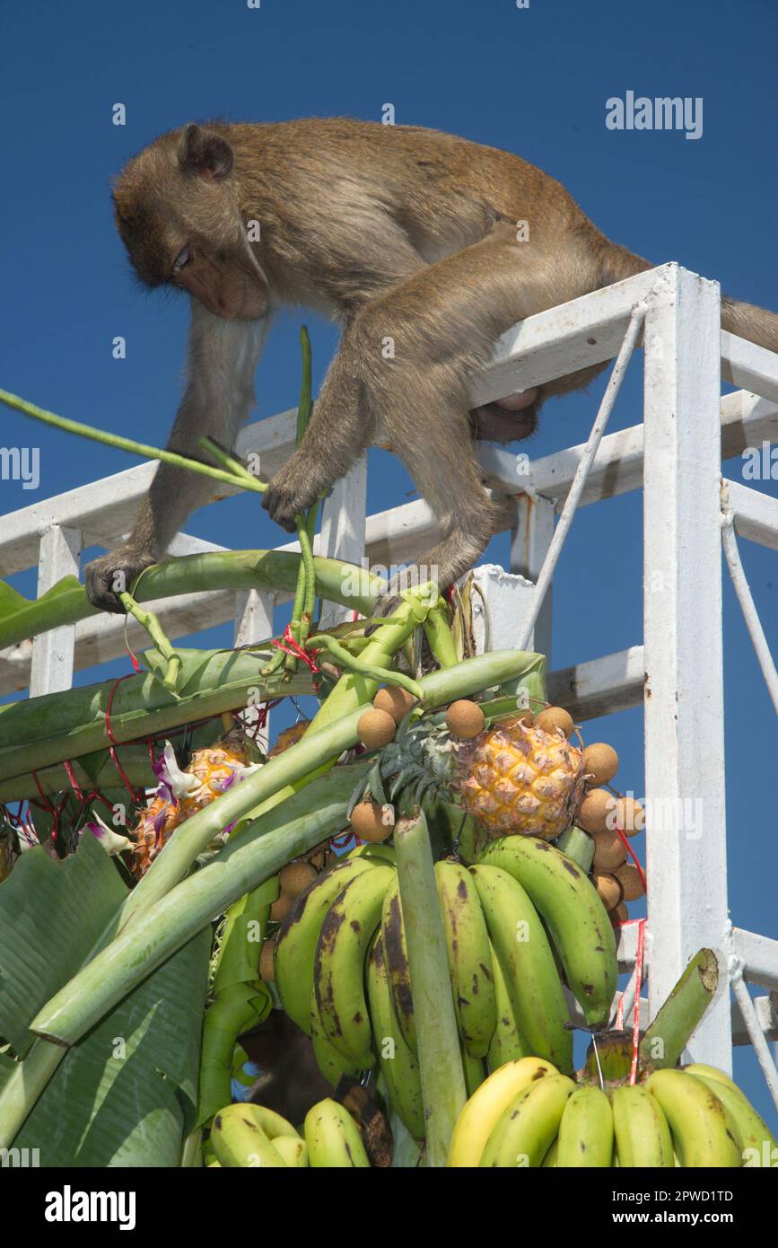 The monkeys enjoy eating local fruits ,vegetables, salad, eggs, dessert ...