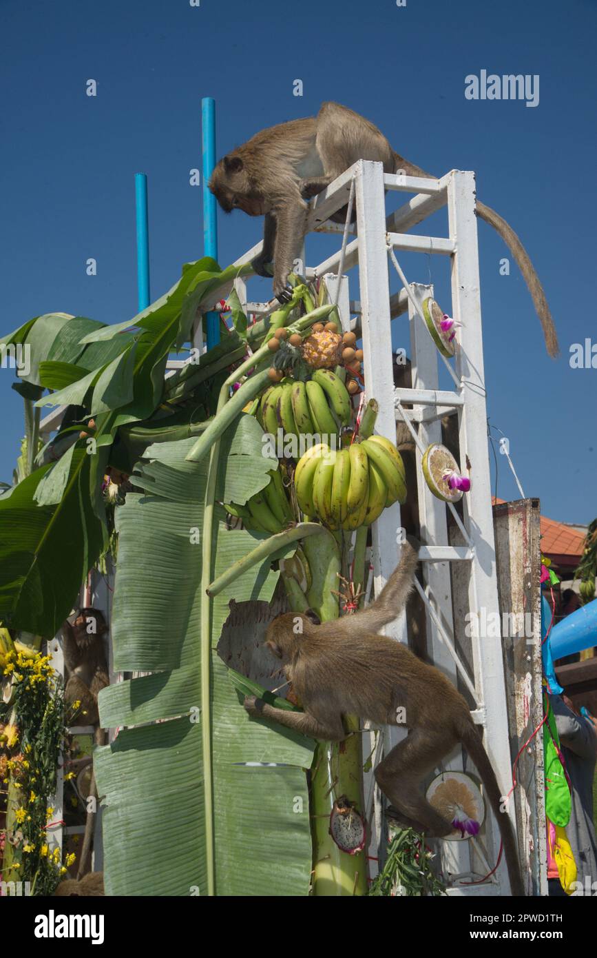 The monkeys enjoy eating local fruits ,vegetables, salad, eggs, dessert ...
