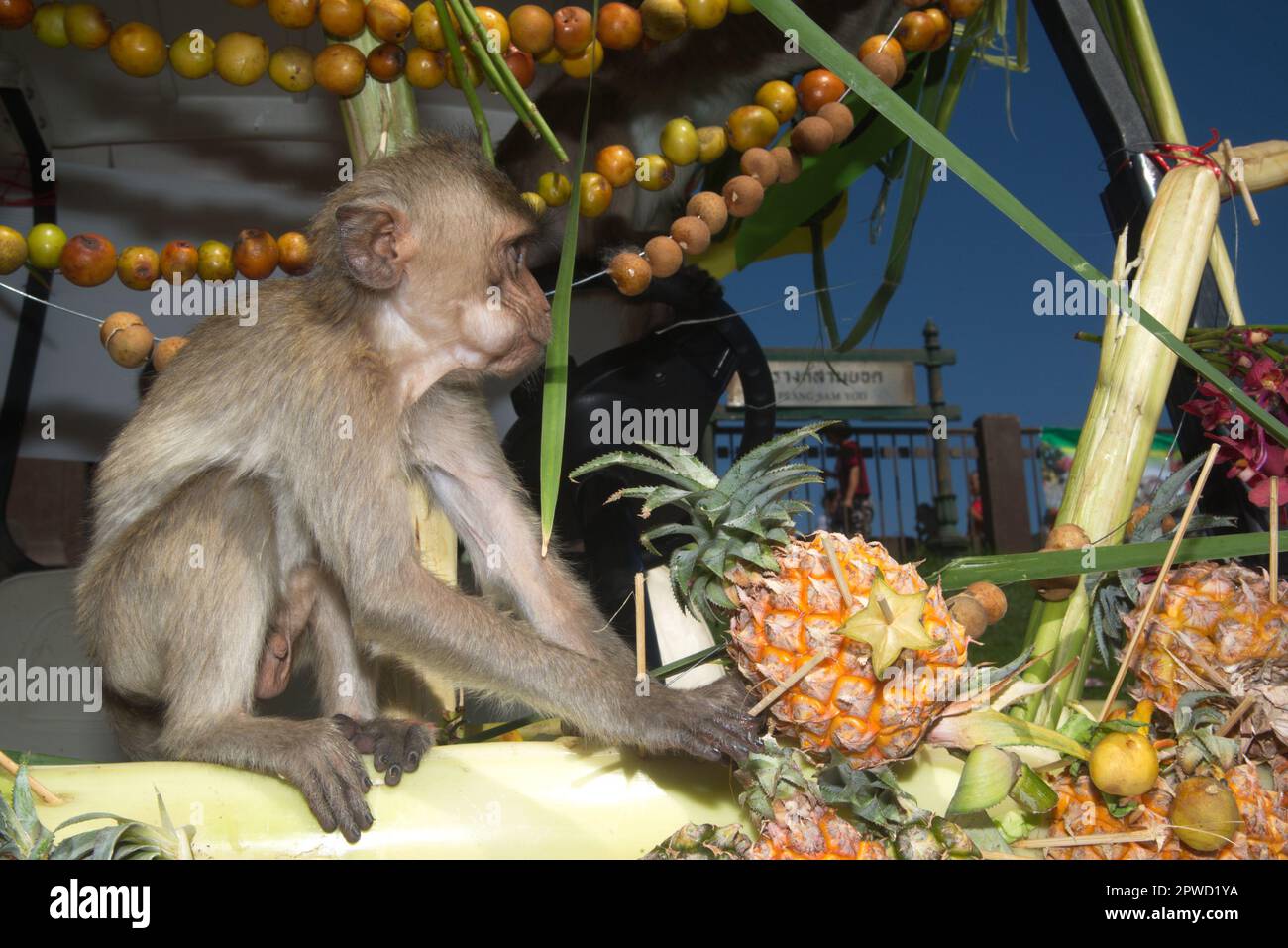 The monkeys enjoy eating local fruits ,vegetables, salad, eggs, dessert ...