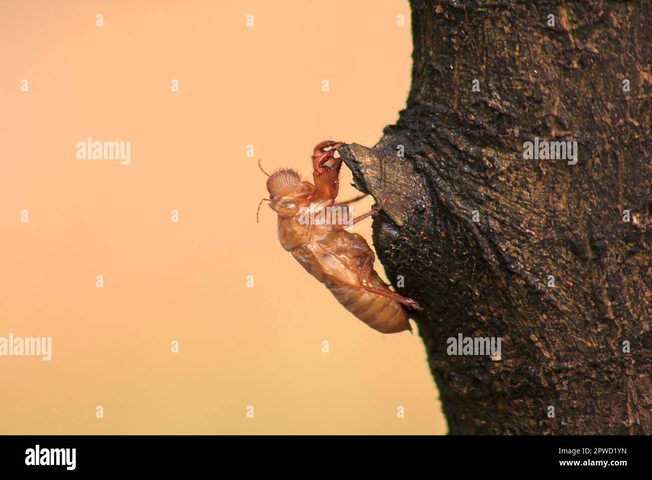 Cicada skin on the treeThat is the cycle of this cycle It began to ...