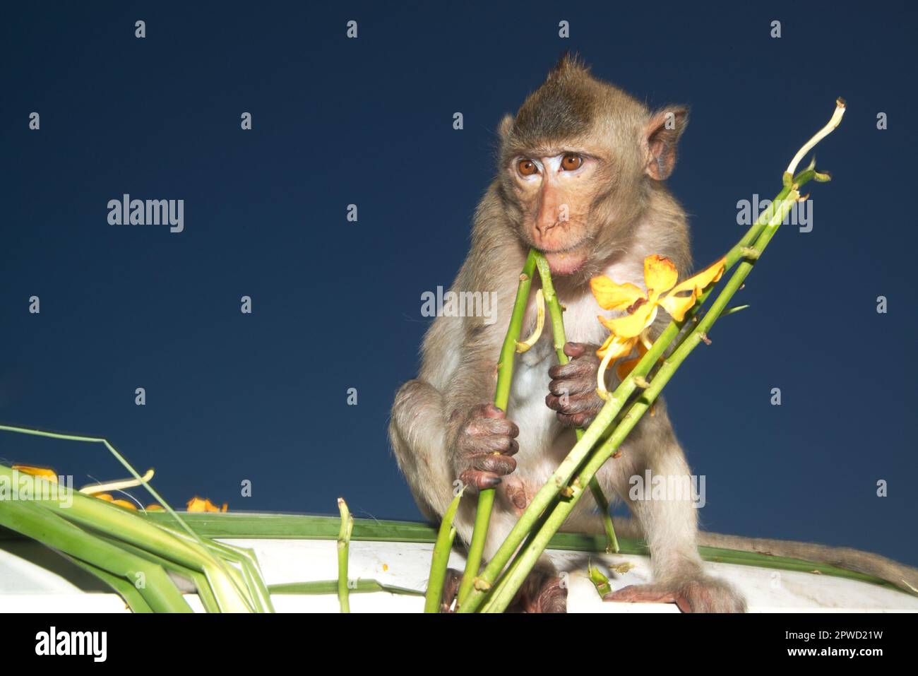 The monkeys enjoy eating local fruits ,vegetables, salad, eggs, dessert ...
