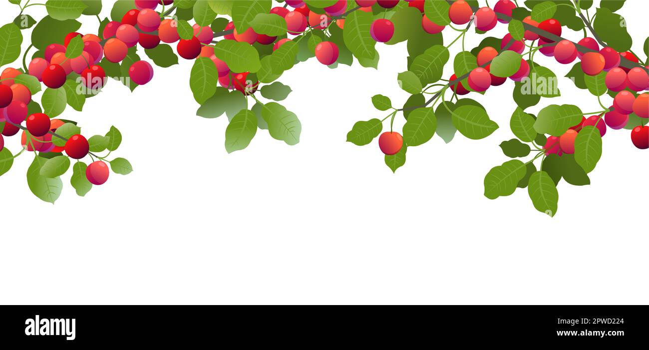 Tree branches cherry plum with ripe fruits on top of picture frame ...