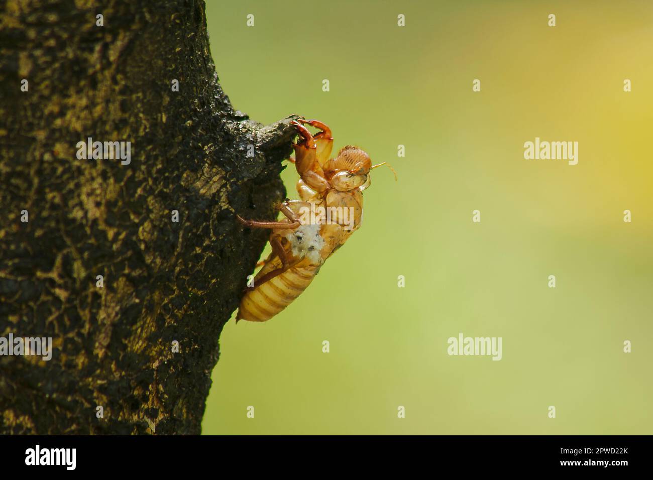 Cicada skin on the treeThat is the cycle of this cycle It began to ...