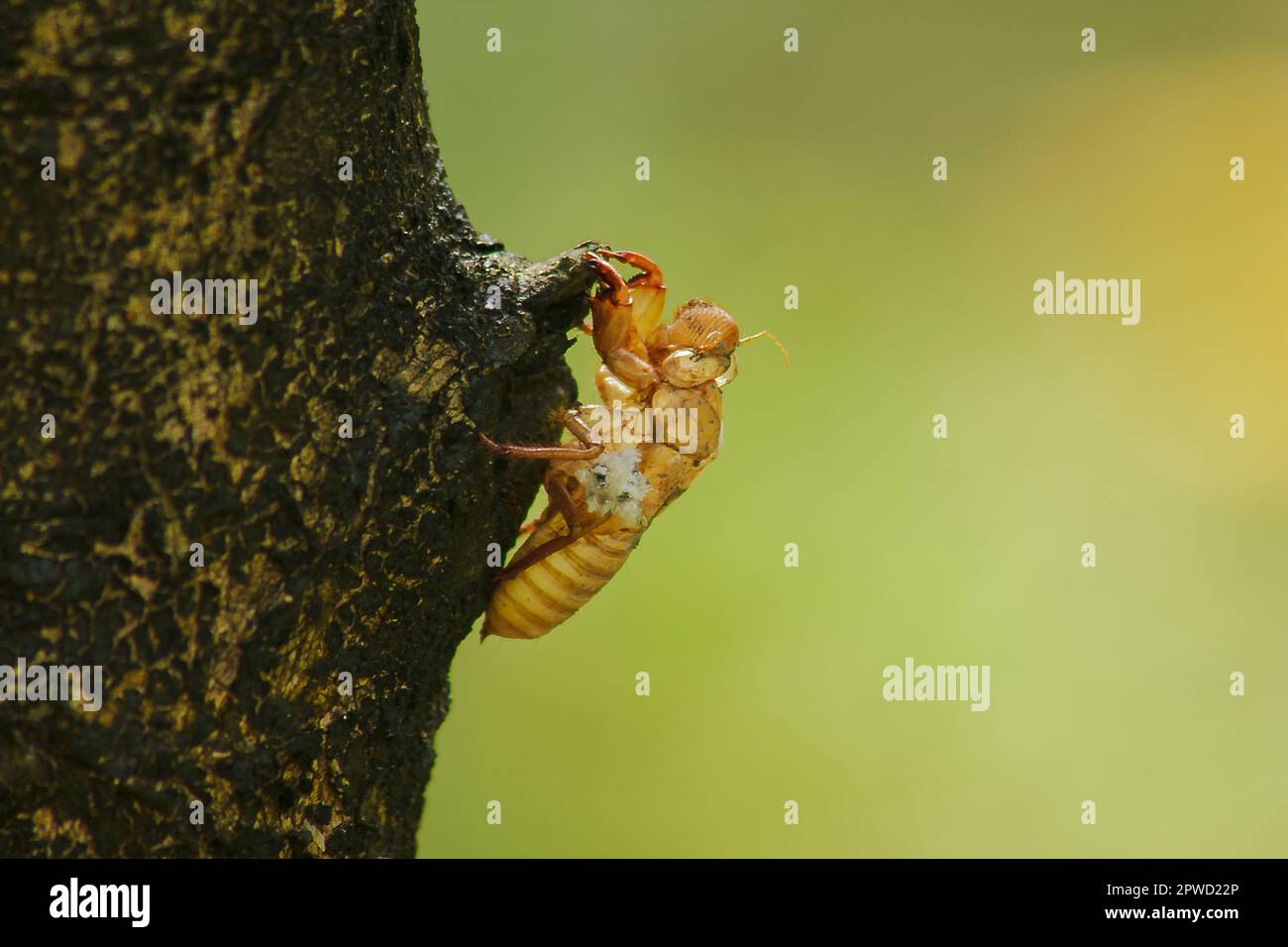 Cicada skin on the treeThat is the cycle of this cycle It began to ...