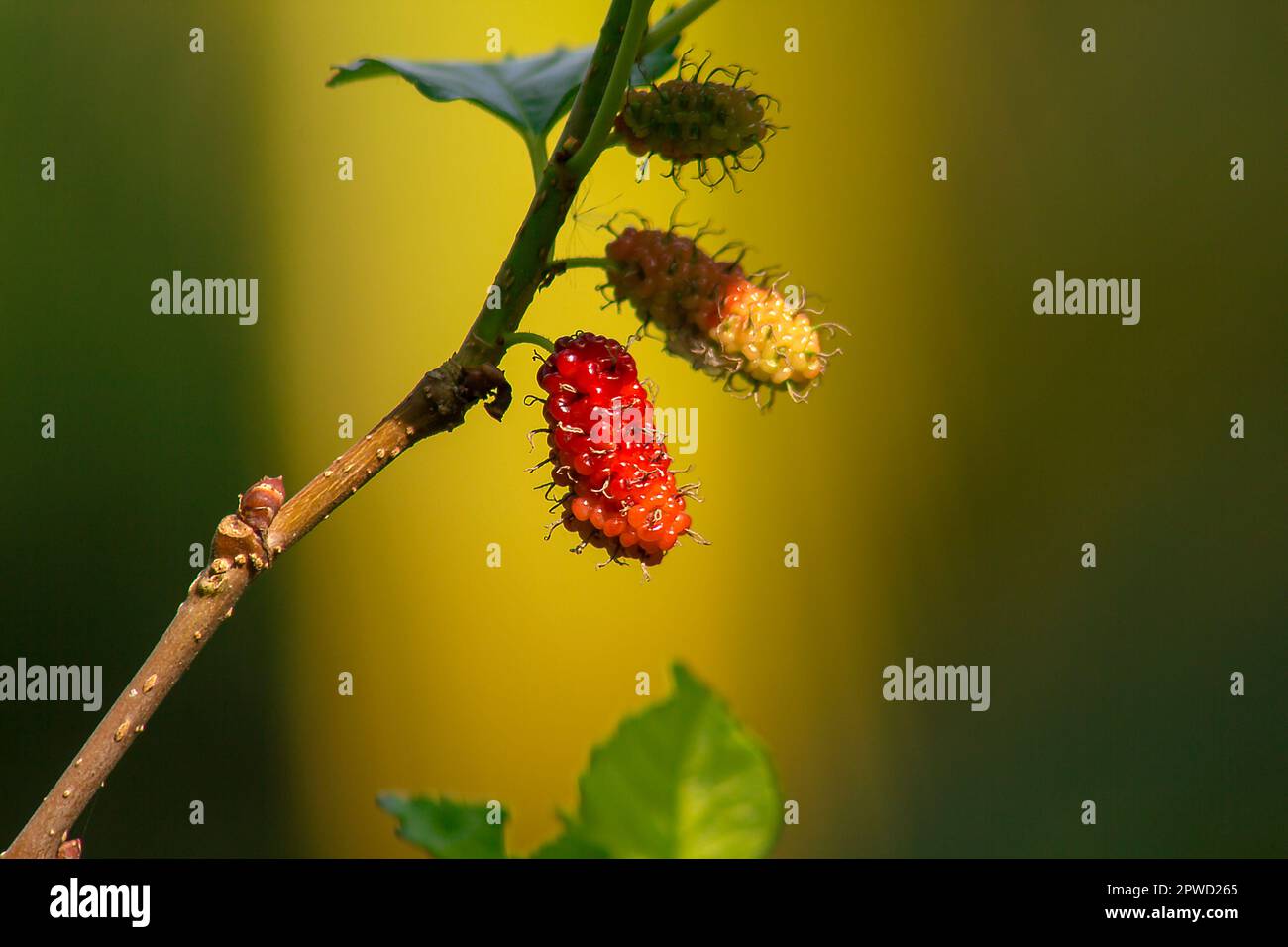 Mulberry on the treeCan eat Make fruit juice to eliminate free radicals ...