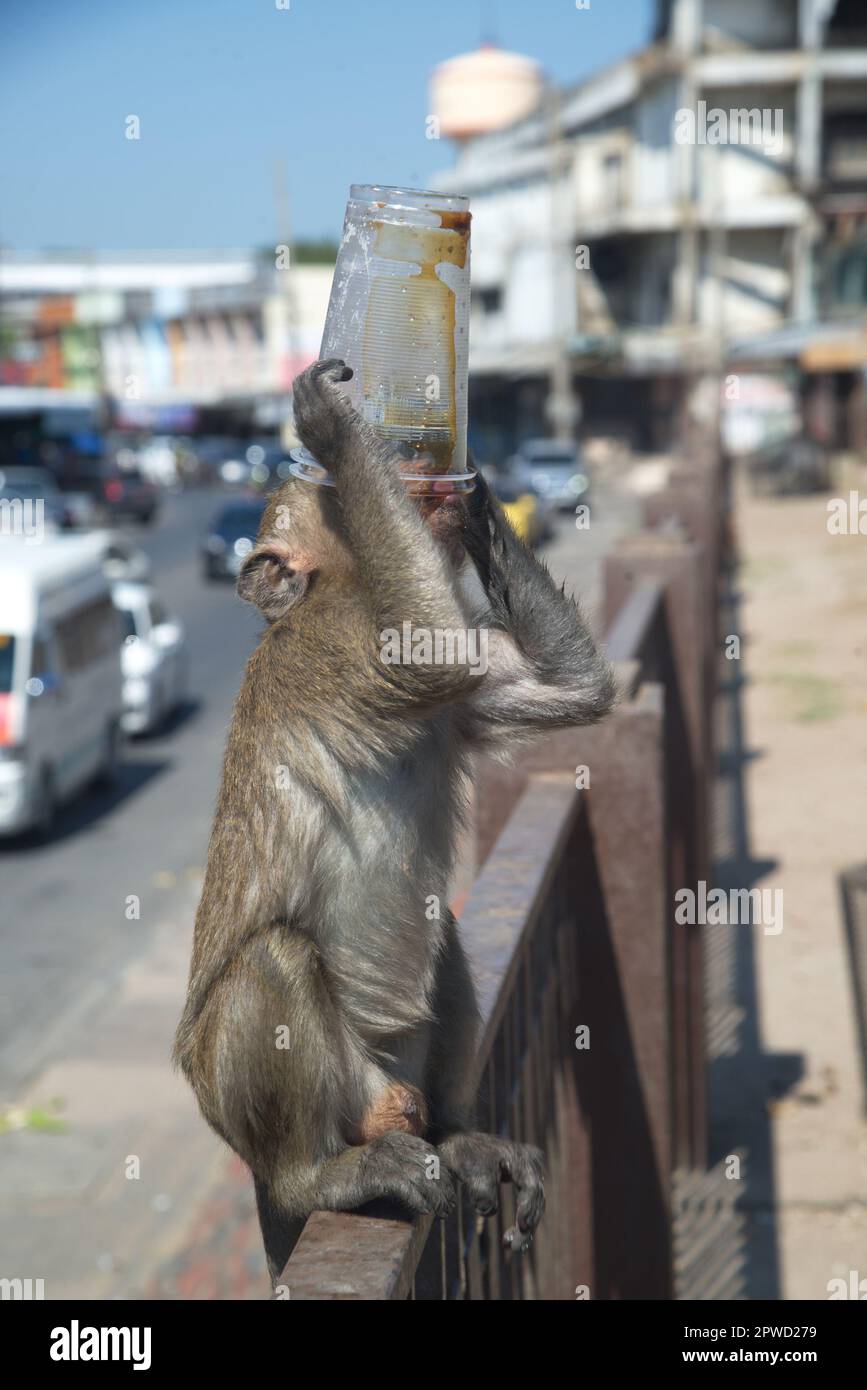 The monkey sat on the iron fence and drank from the plastic cup because ...