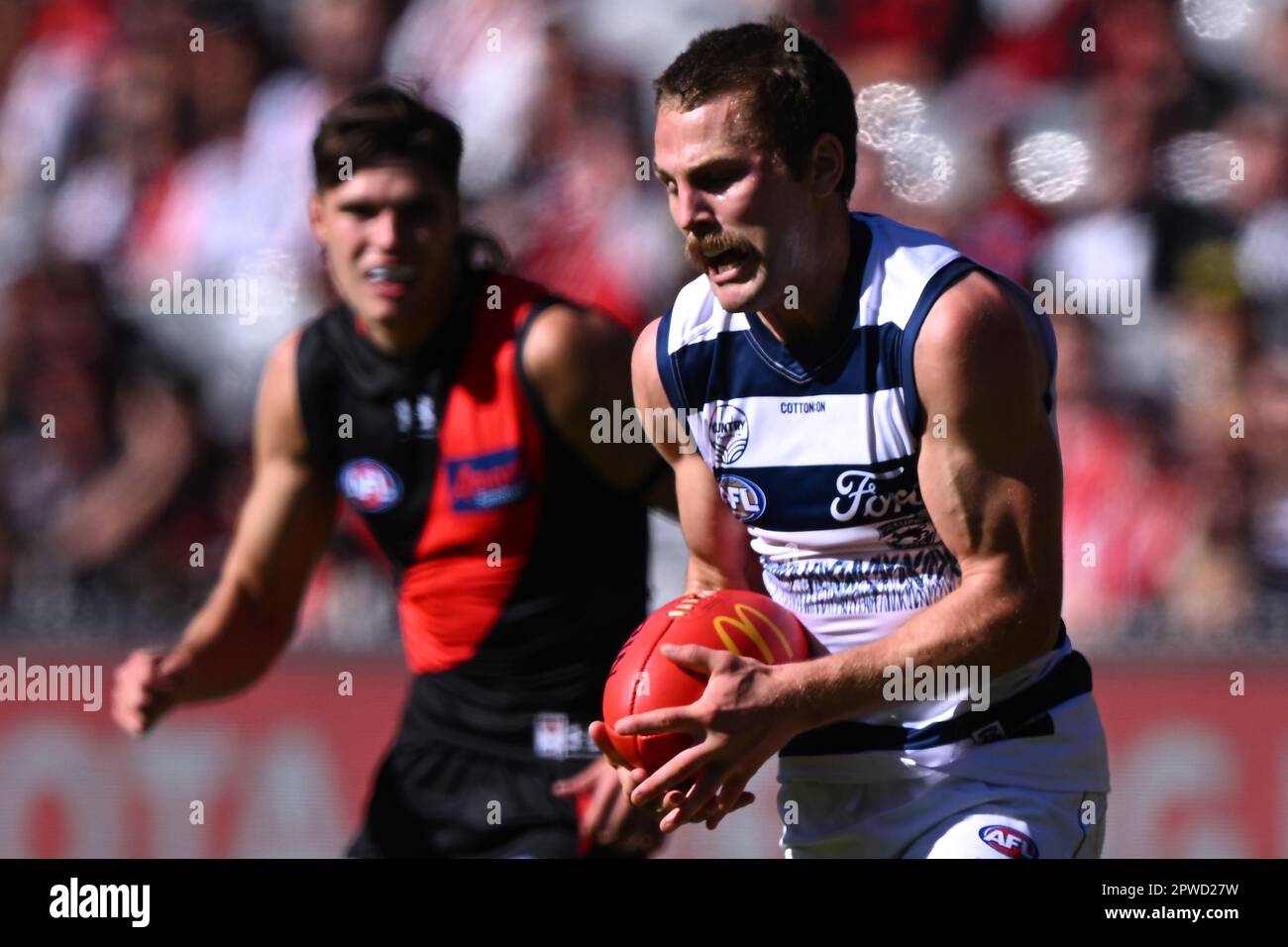 Tom Atkins of Geelong (right) in action during the AFL Round 7 match between the Essendon ...