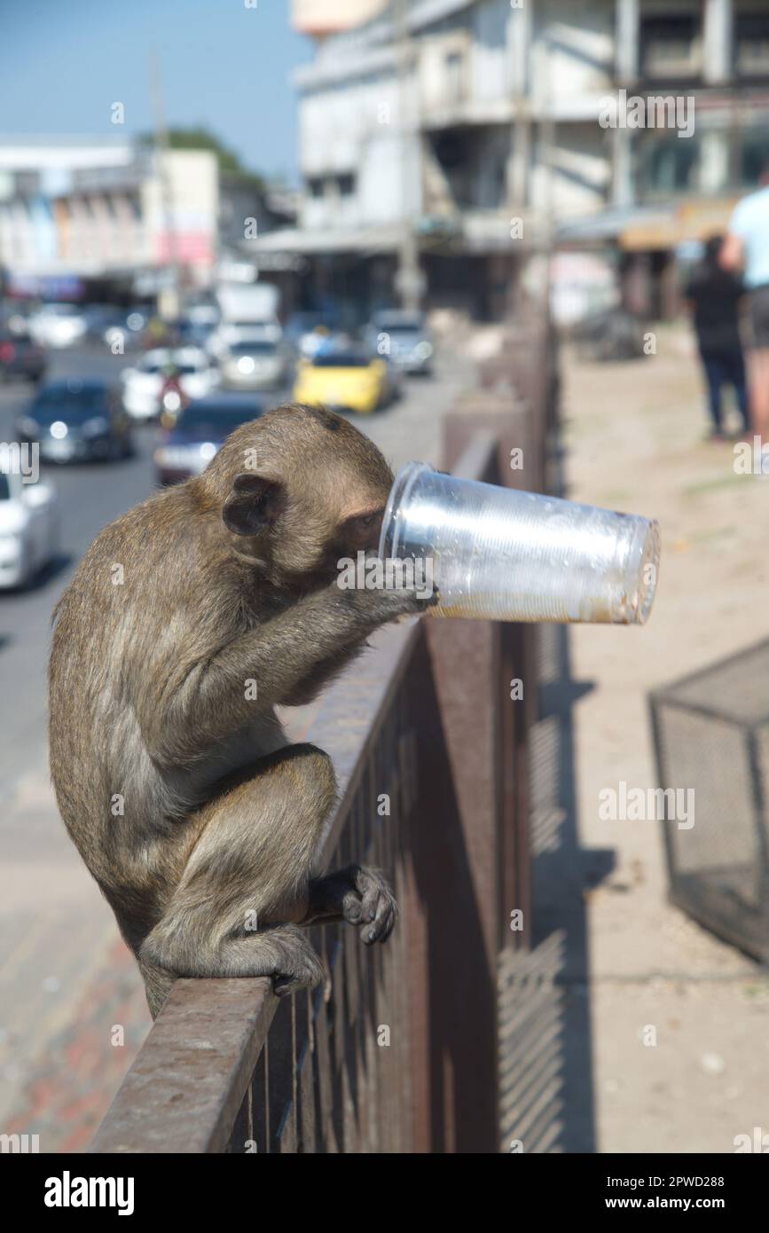 The monkey sat on the iron fence and drank from the plastic cup because ...