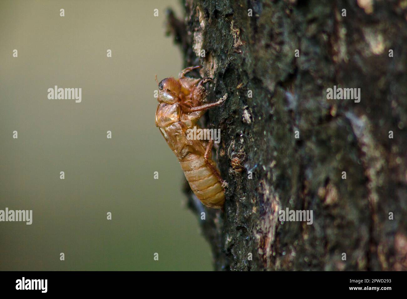 Cicada skin on the treeThat is the cycle of this cycle It began to ...