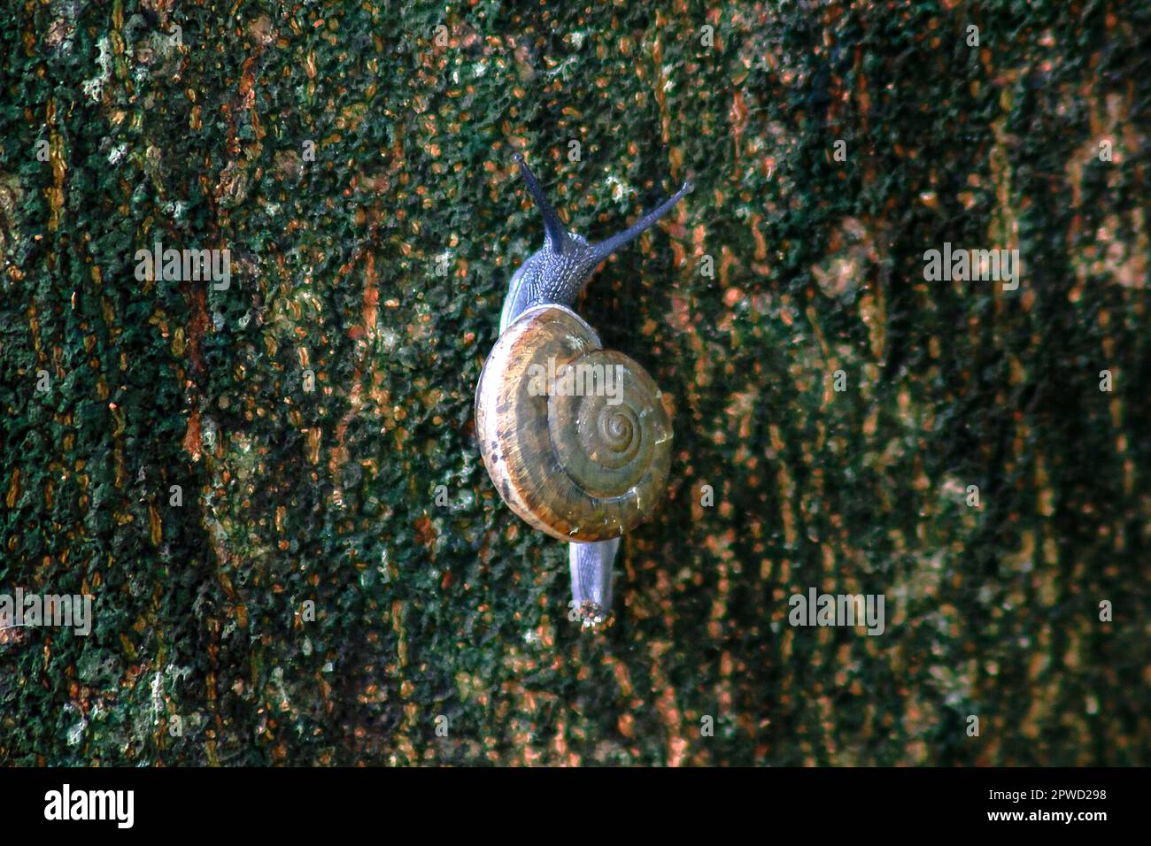 Snails are climbing up on trees Stock Photo - Alamy