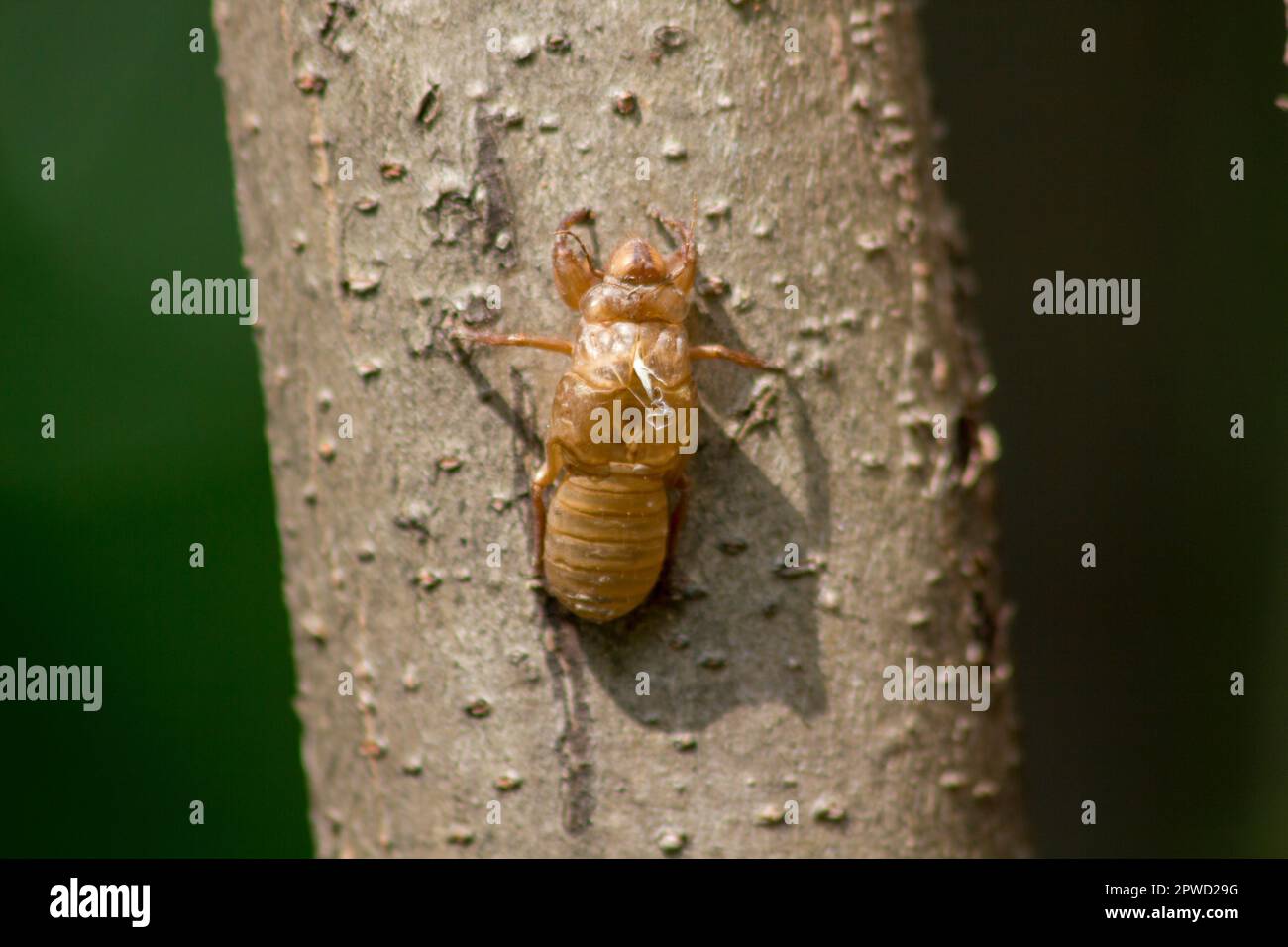 Cicada skin on the treeThat is the cycle of this cycle It began to ...