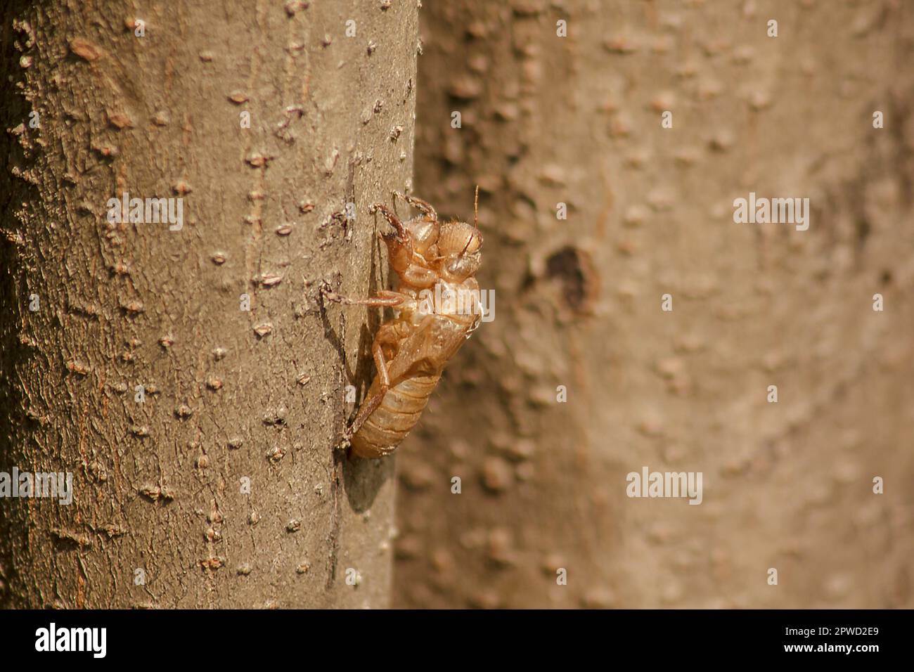 Cicada skin on the treeThat is the cycle of this cycle It began to ...