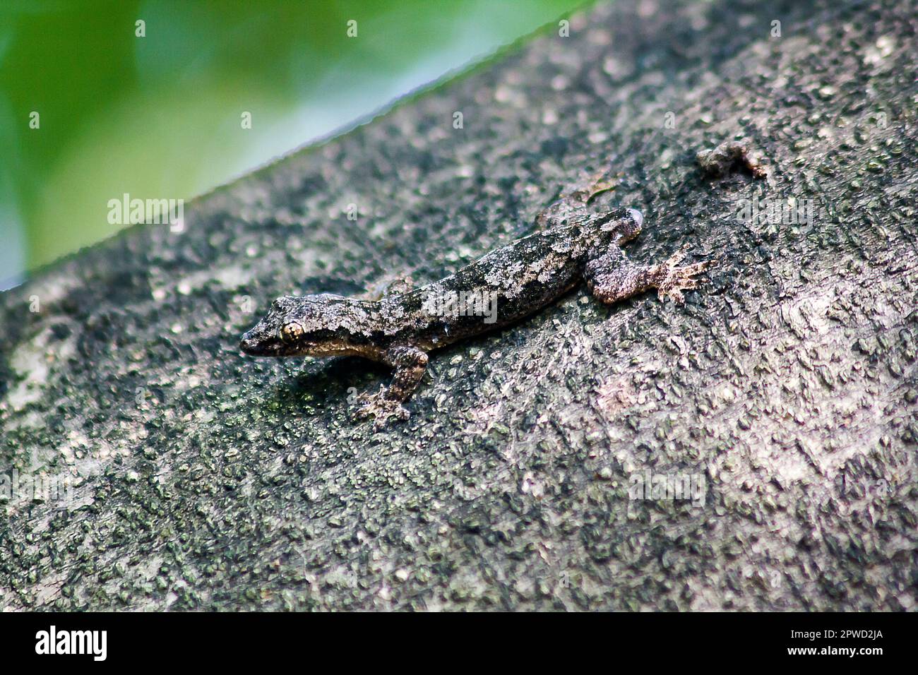 Lizards texture hi-res stock photography and images - Alamy
