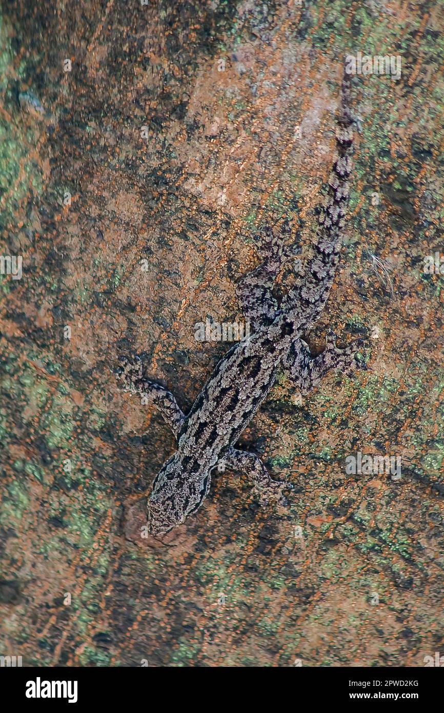Lizard camouflage lizards reptile hi-res stock photography and images ...