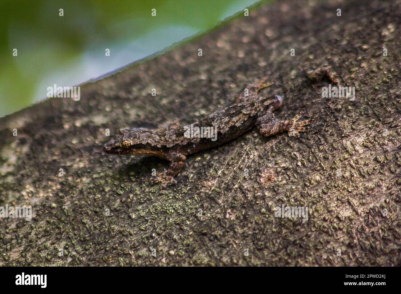 Lizards texture hi-res stock photography and images - Alamy