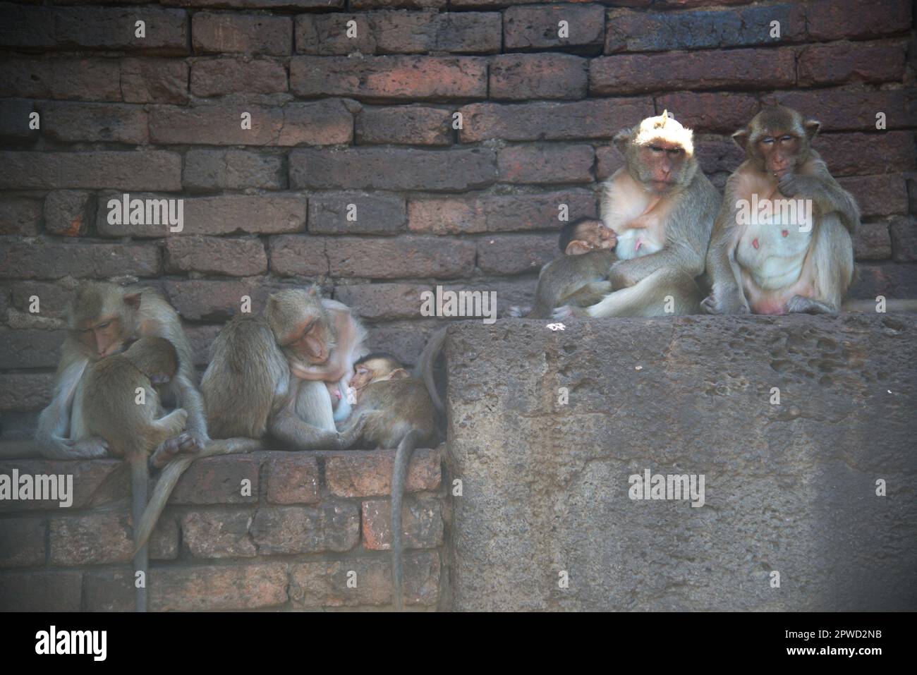 A group of monkeys living at an ancient site , resting, sitting and ...