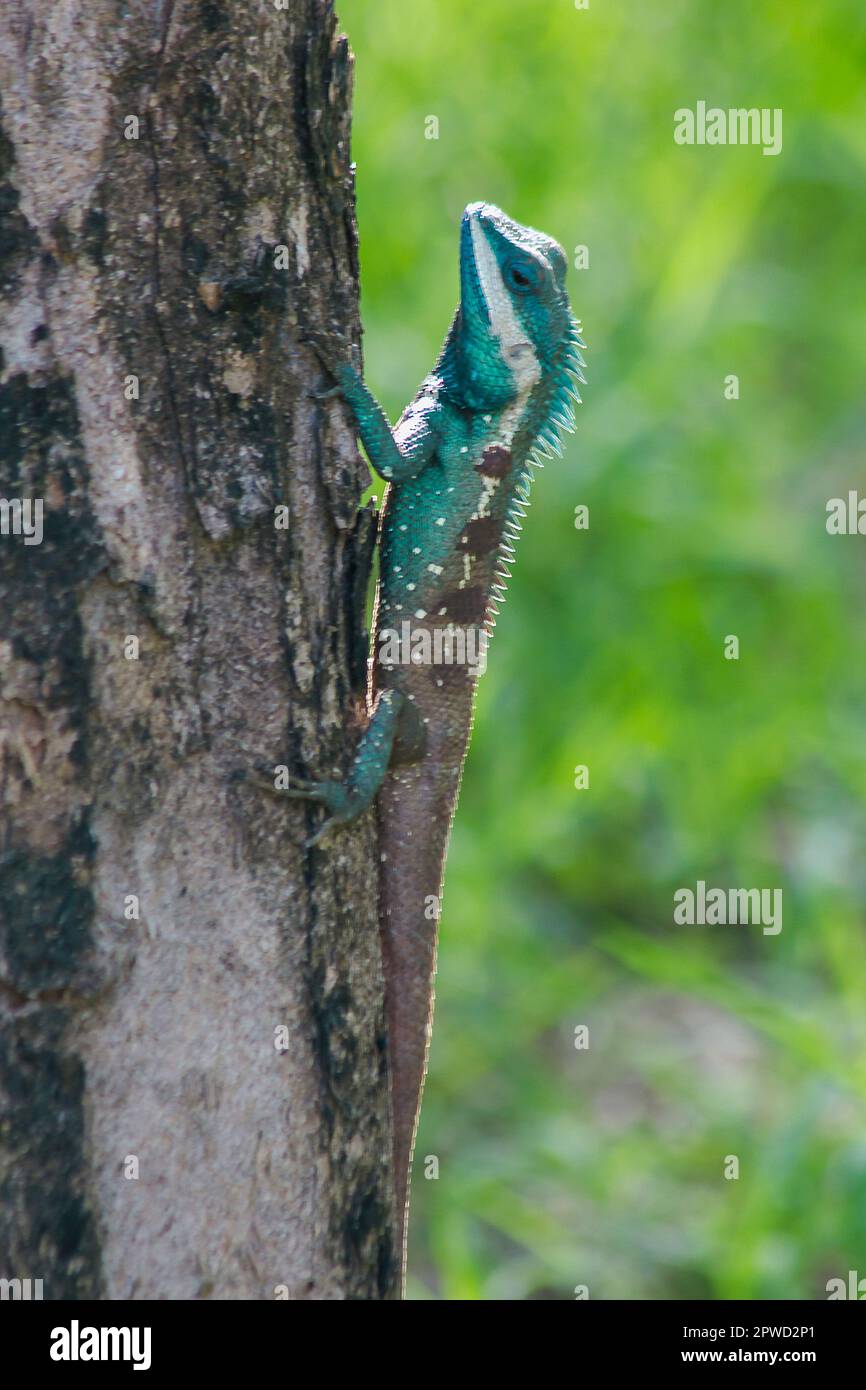 Blue-crested Lizard on the tree will eat mostly benthic insects Stock ...