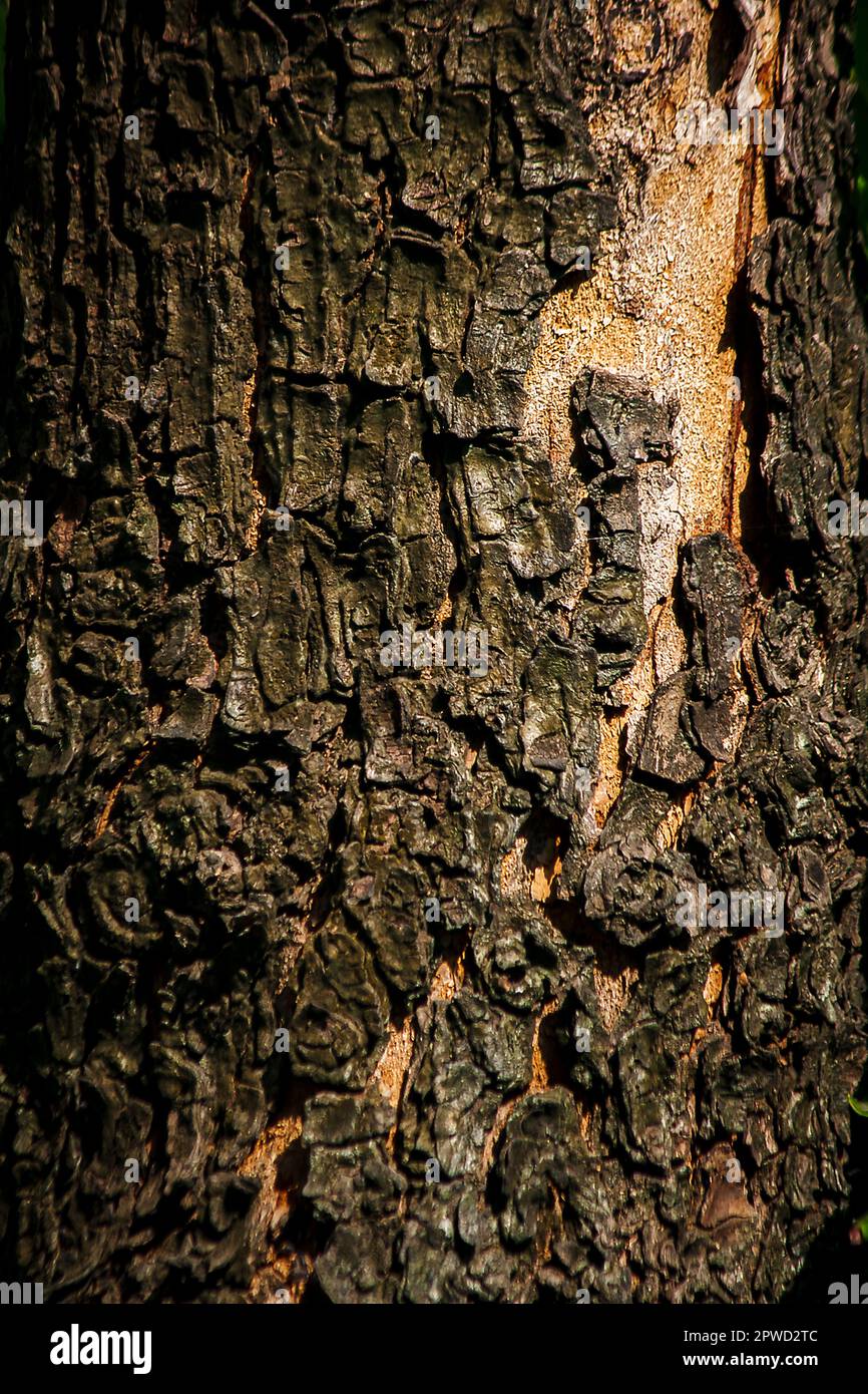 Stems with dry bark, rough surface, background image Stock Photo - Alamy