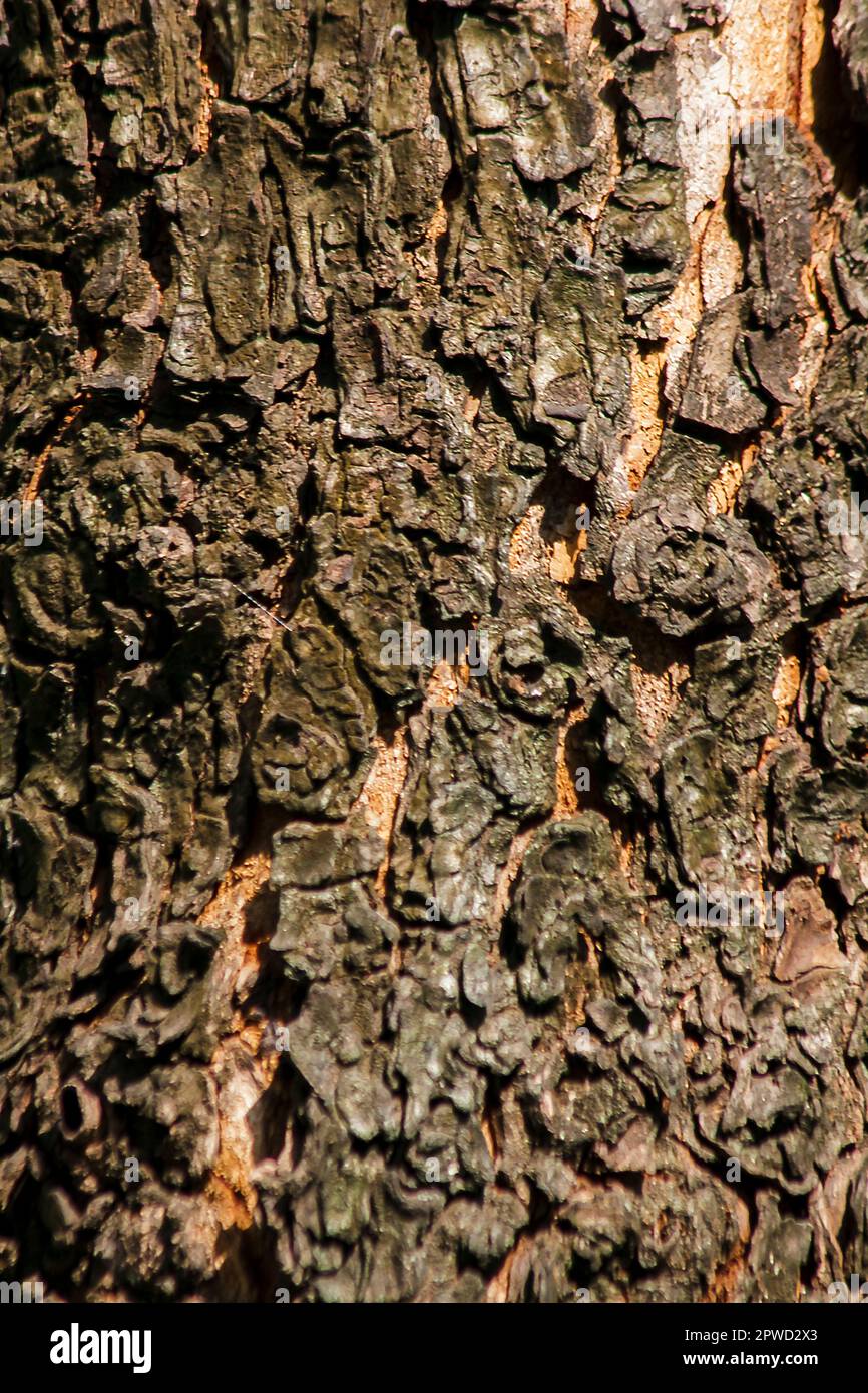 Stems with dry bark, rough surface, background image Stock Photo - Alamy