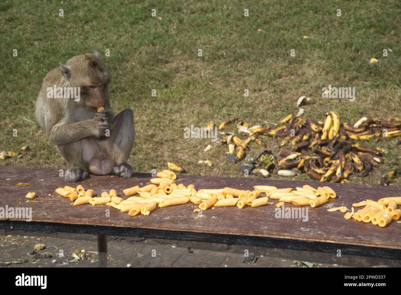 The monkeys enjoy eating local fruits ,vegetables, salad, eggs, dessert ...