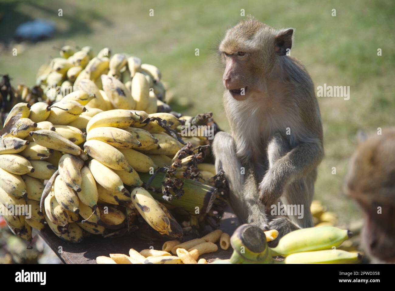 The monkeys enjoy eating local fruits ,vegetables, salad, eggs, dessert ...