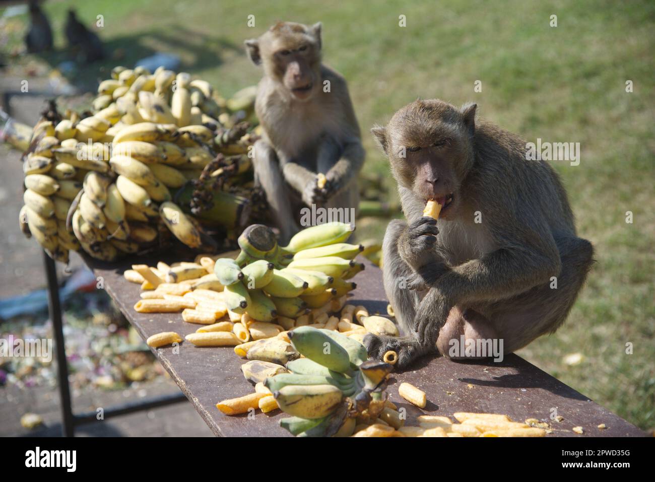 The monkeys enjoy eating local fruits ,vegetables, salad, eggs, dessert ...