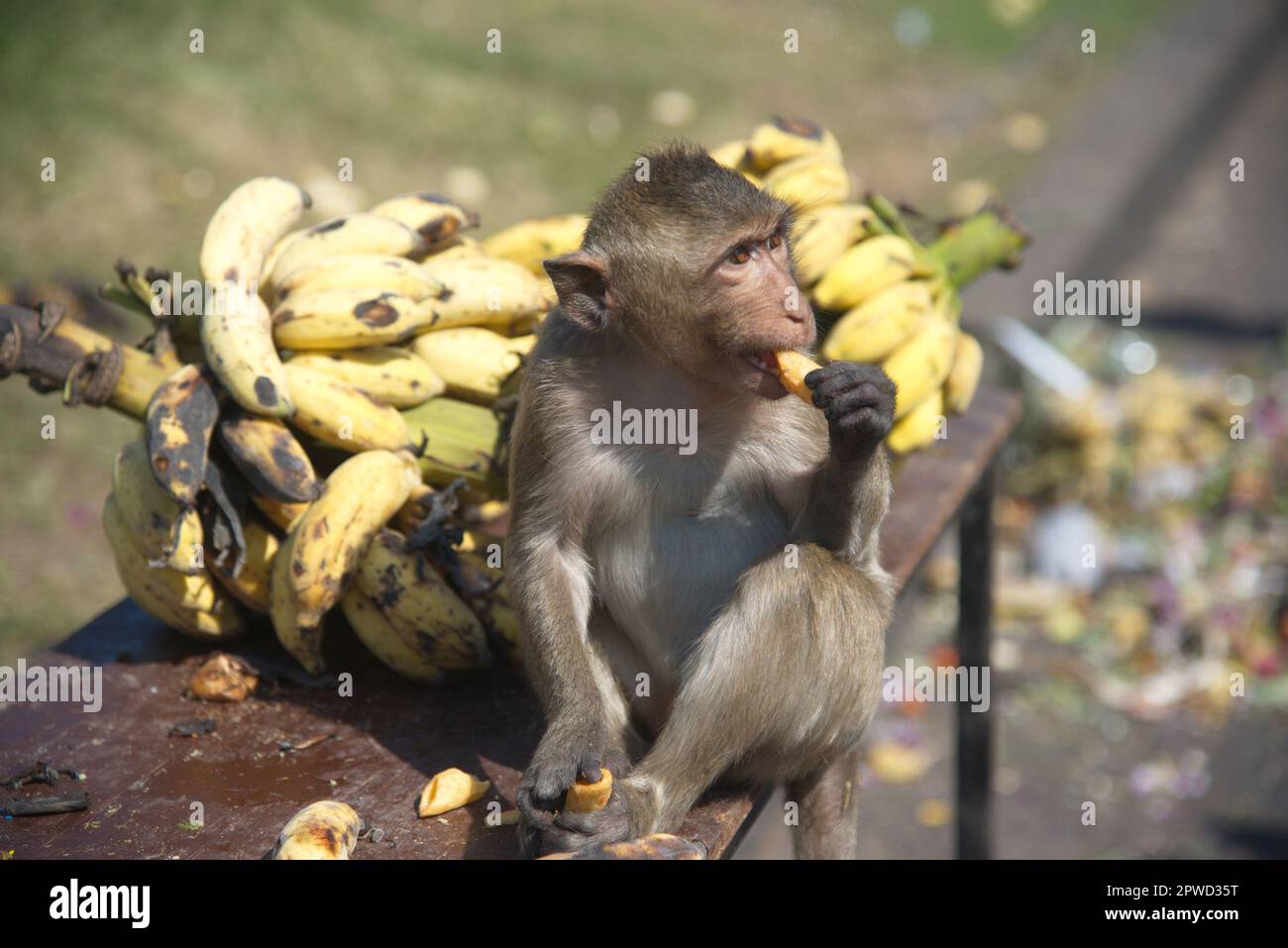 The monkeys enjoy eating local fruits ,vegetables, salad, eggs, dessert ...