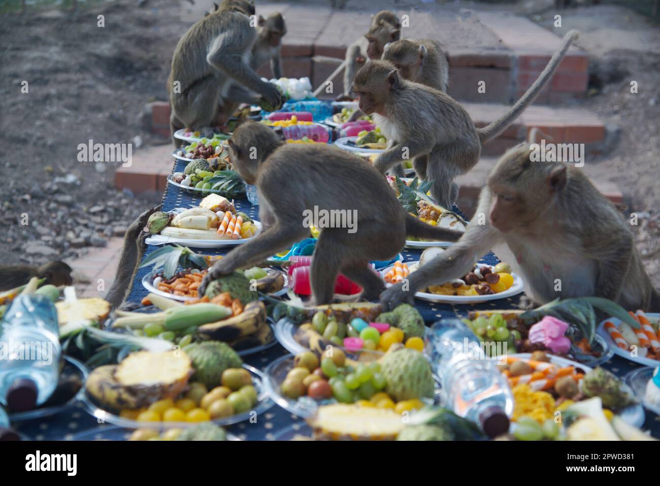 The monkeys enjoy eating local fruits ,vegetables, salad, eggs, dessert ...