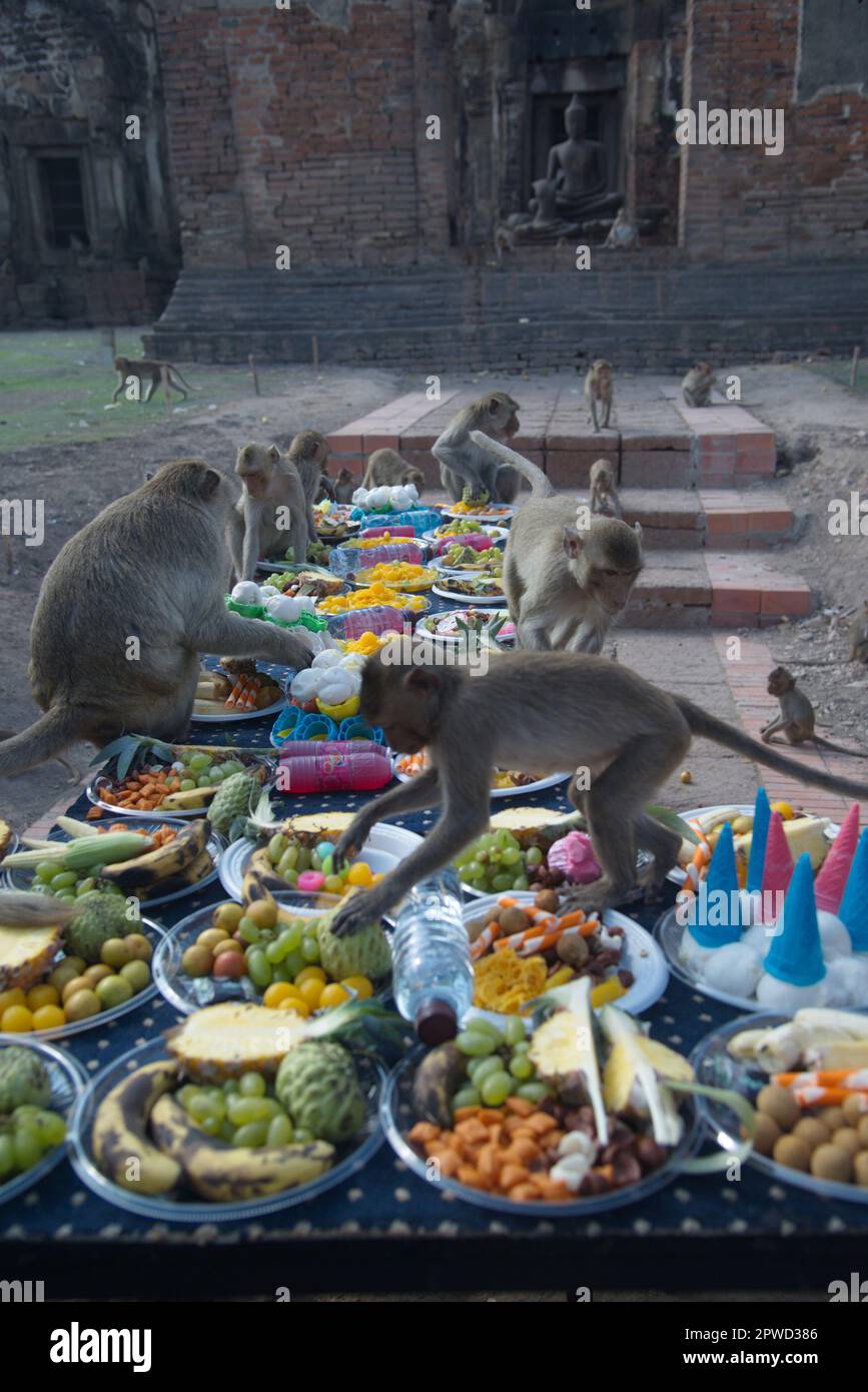 The monkeys enjoy eating local fruits ,vegetables, salad, eggs, dessert ...