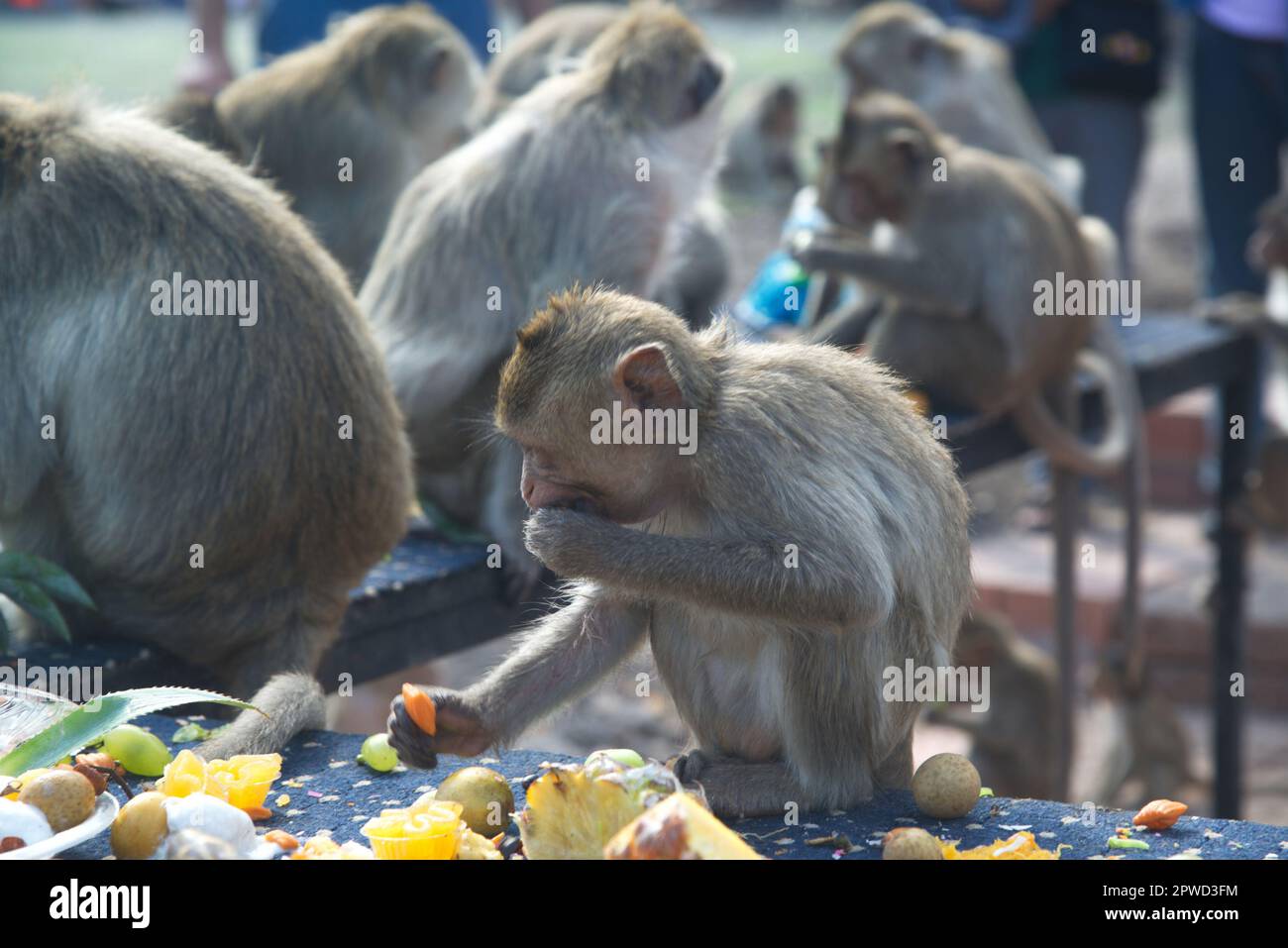 Monkey party festival at Phra Prang Sam Yot temple in Thailand Stock ...