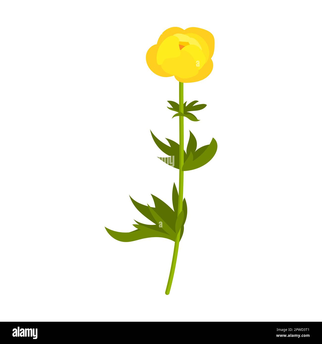 forest yellow Wild flower vector illustration. Meadow or field flowers ...