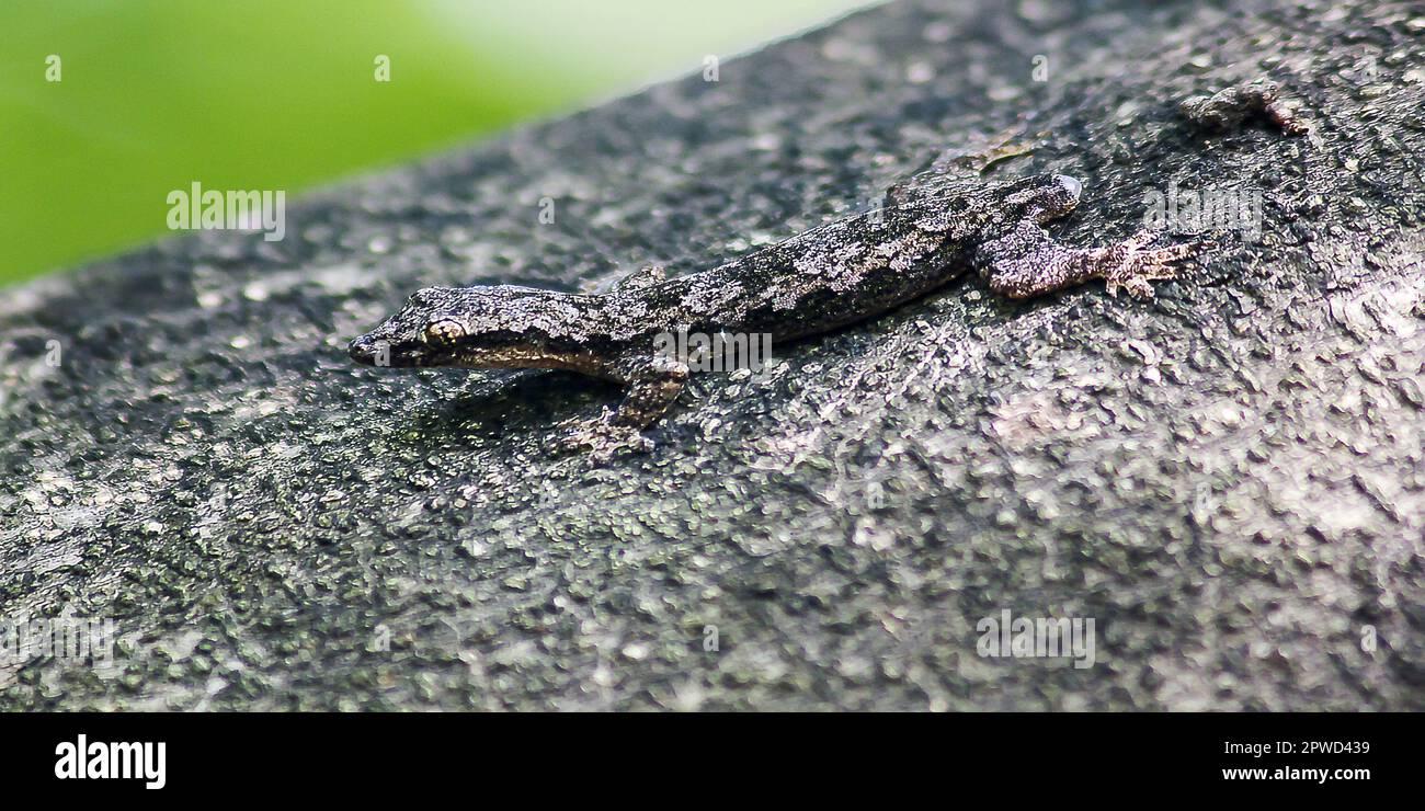 Lizard camouflage lizards reptile hi-res stock photography and images ...