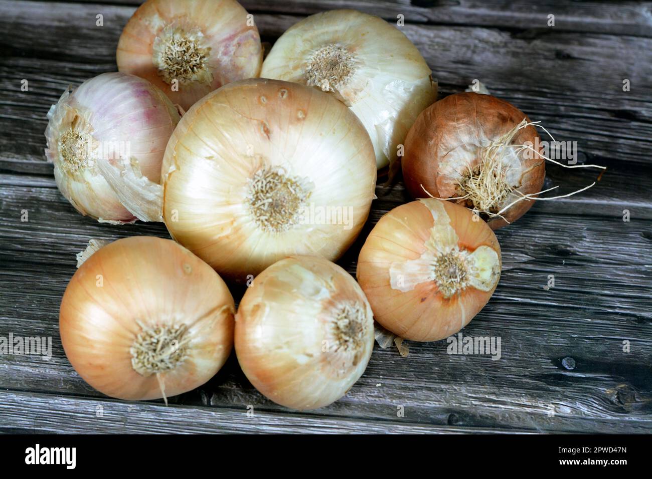 Pile of onions, the bulb onion or common onion, is a vegetable that is ...