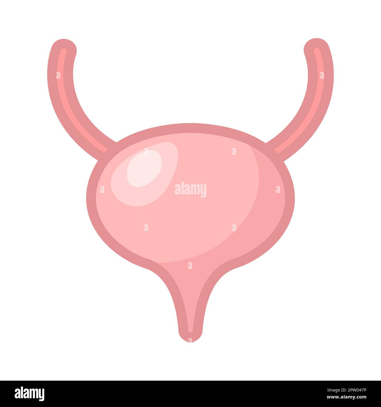 Bladder of female body vector illustration Stock Vector Image & Art - Alamy