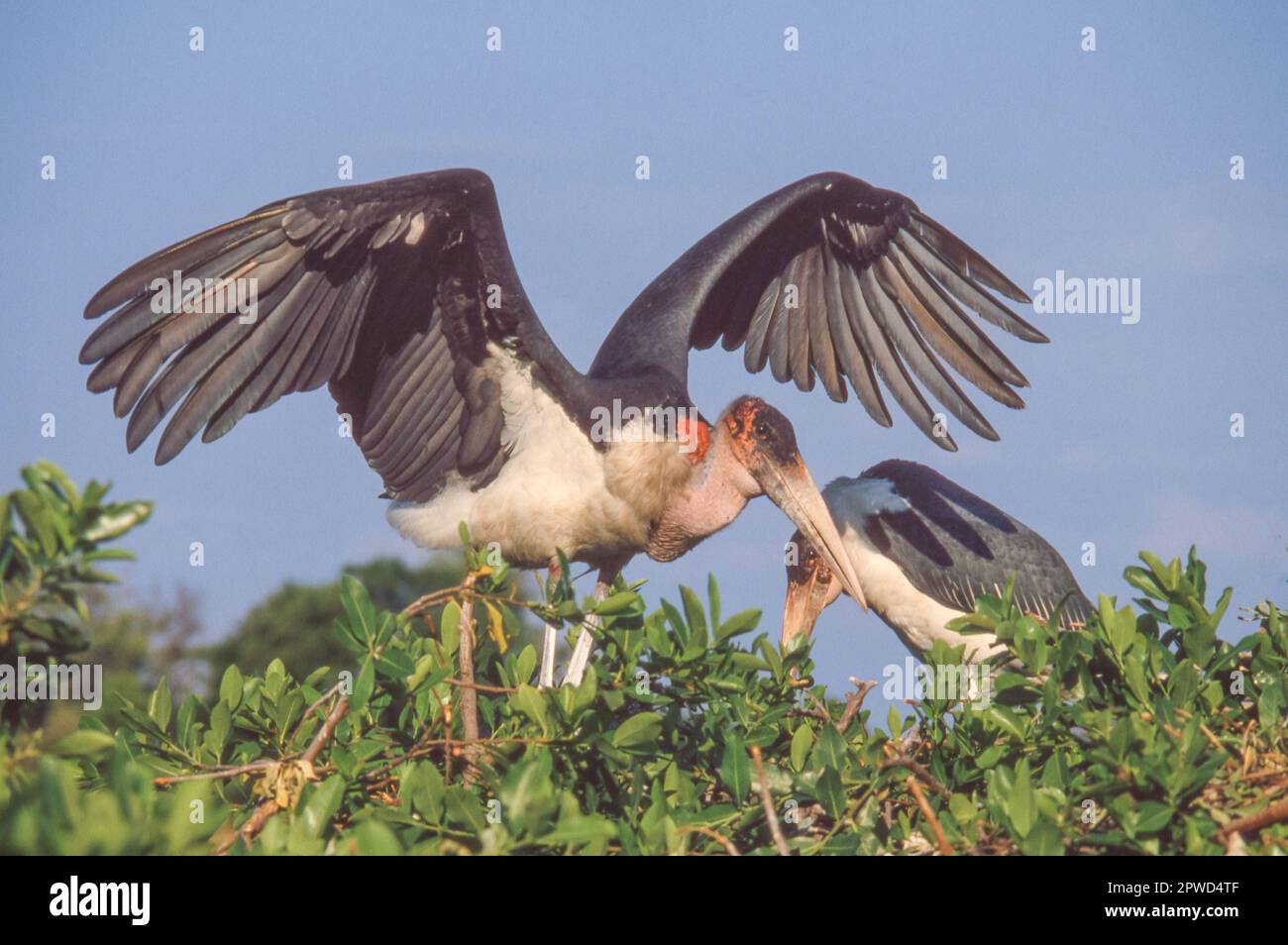 Photographed in the Okavango Delta in Botswana, the marabou stork ...